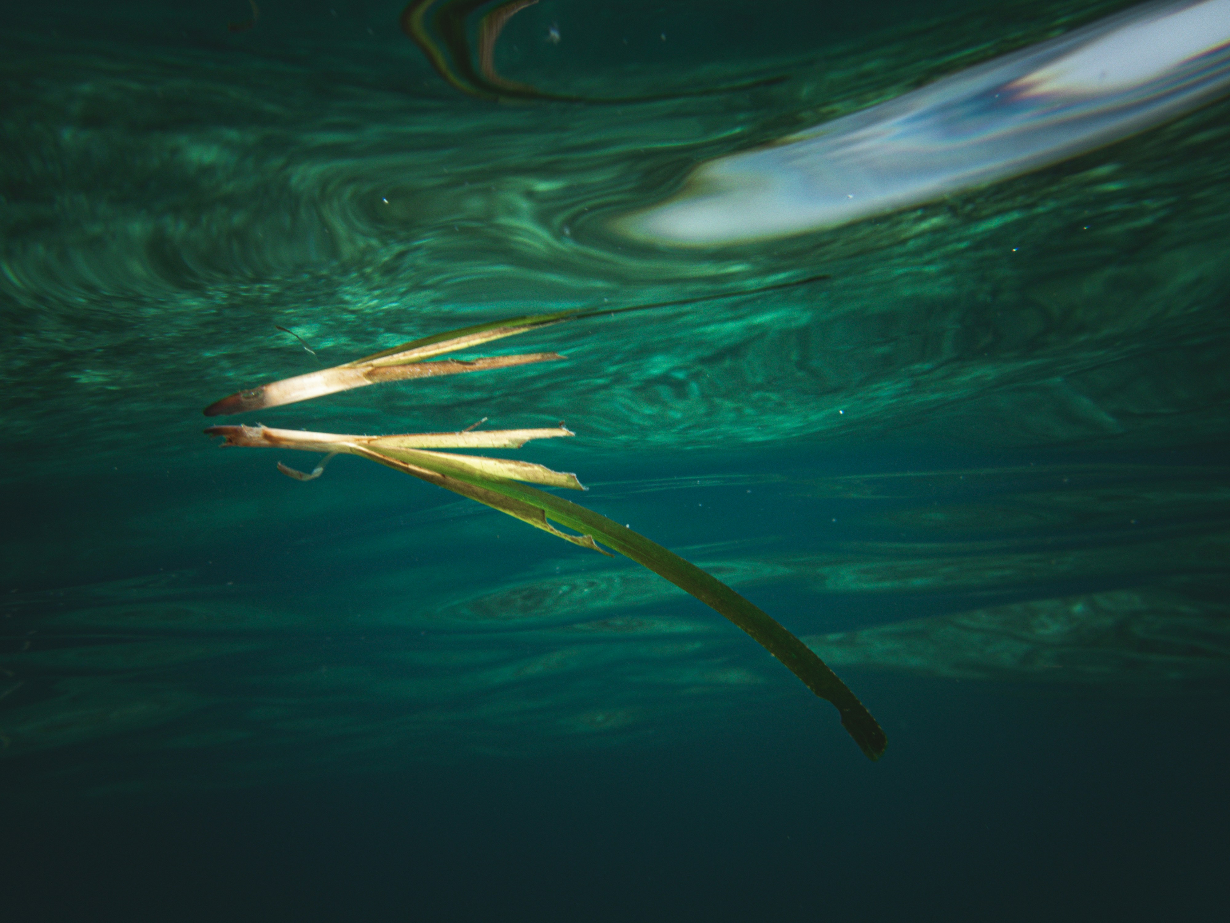 Delicate seaweed floating gracefully in tranquil underwater scene, illuminated by gentle light reflections.