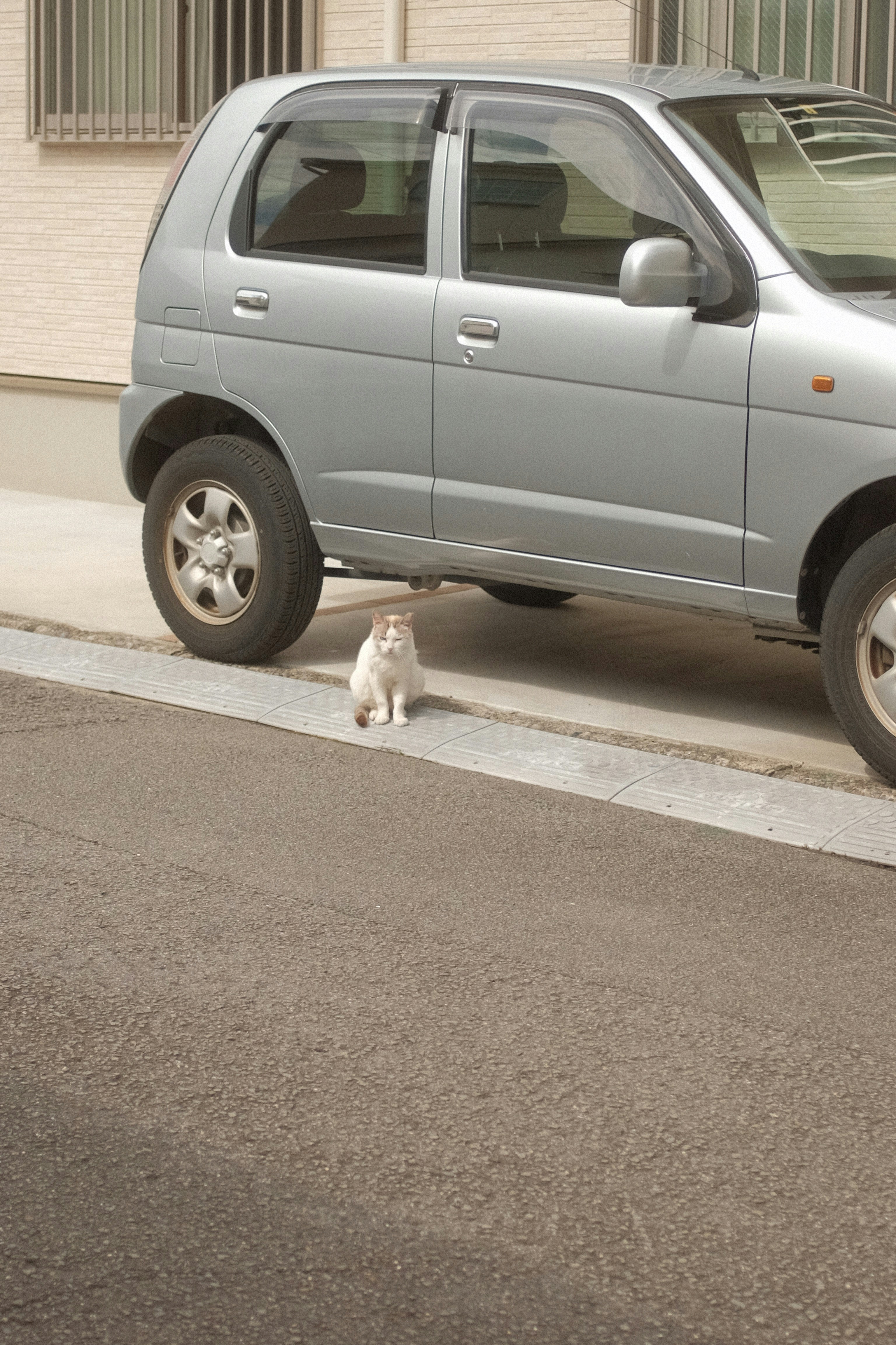 white short coated dog on gray suv