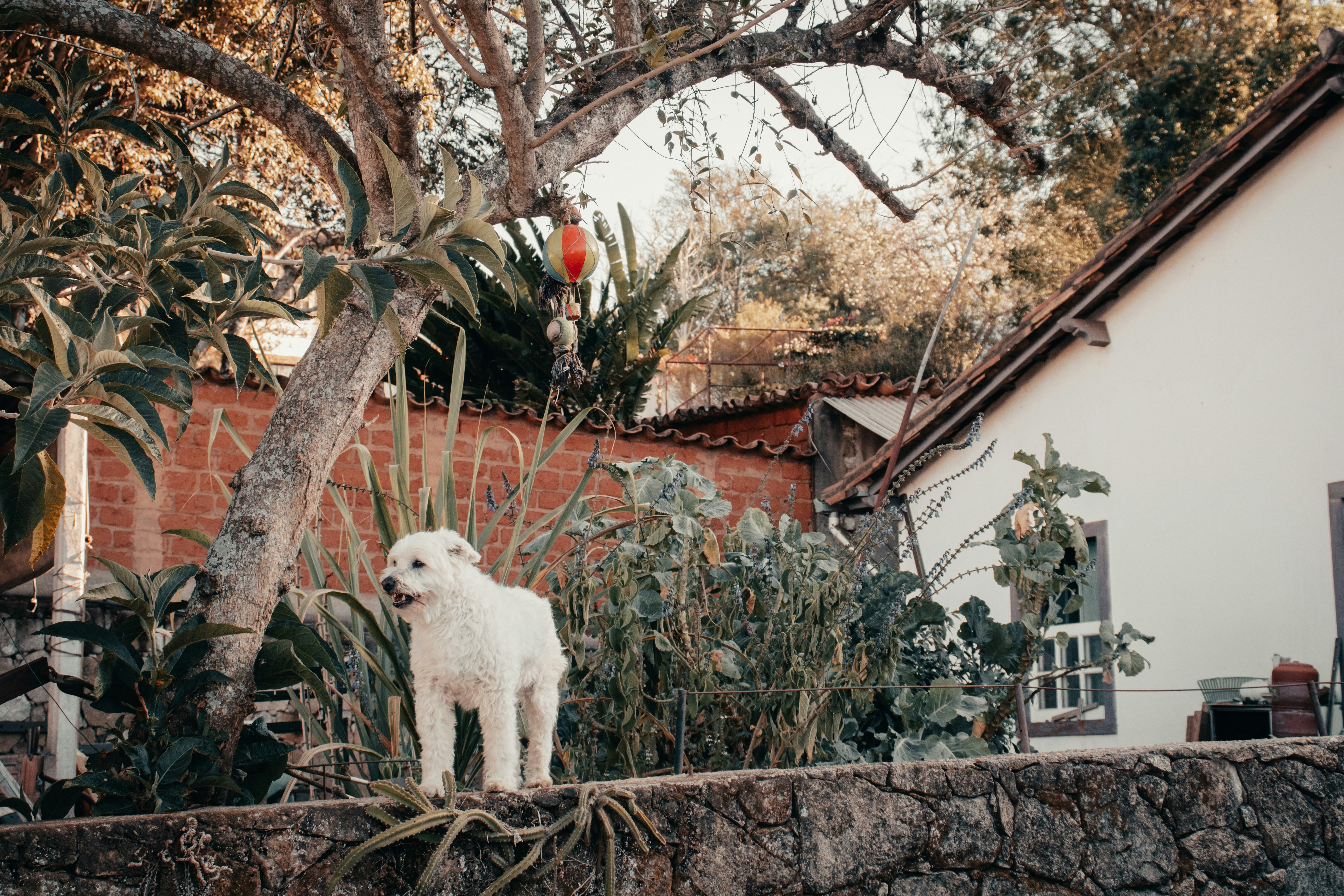white long coat small dog on grey concrete pavement near white concrete house during daytime