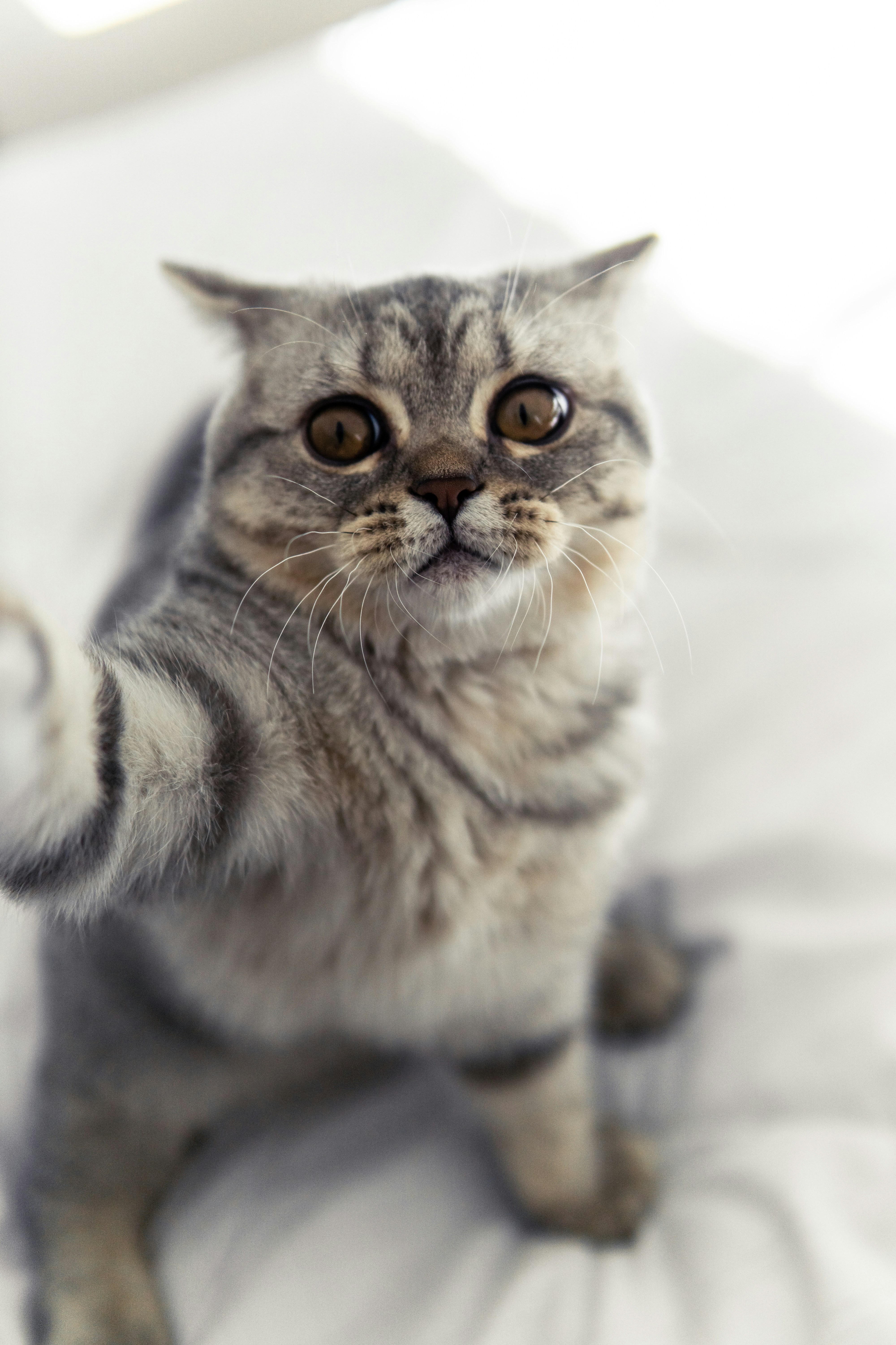 Playful cat reaching out with its paw, showcasing a soft gray coat and expressive eyes. The background features soft, diffused light, enhancing the cat's charm.