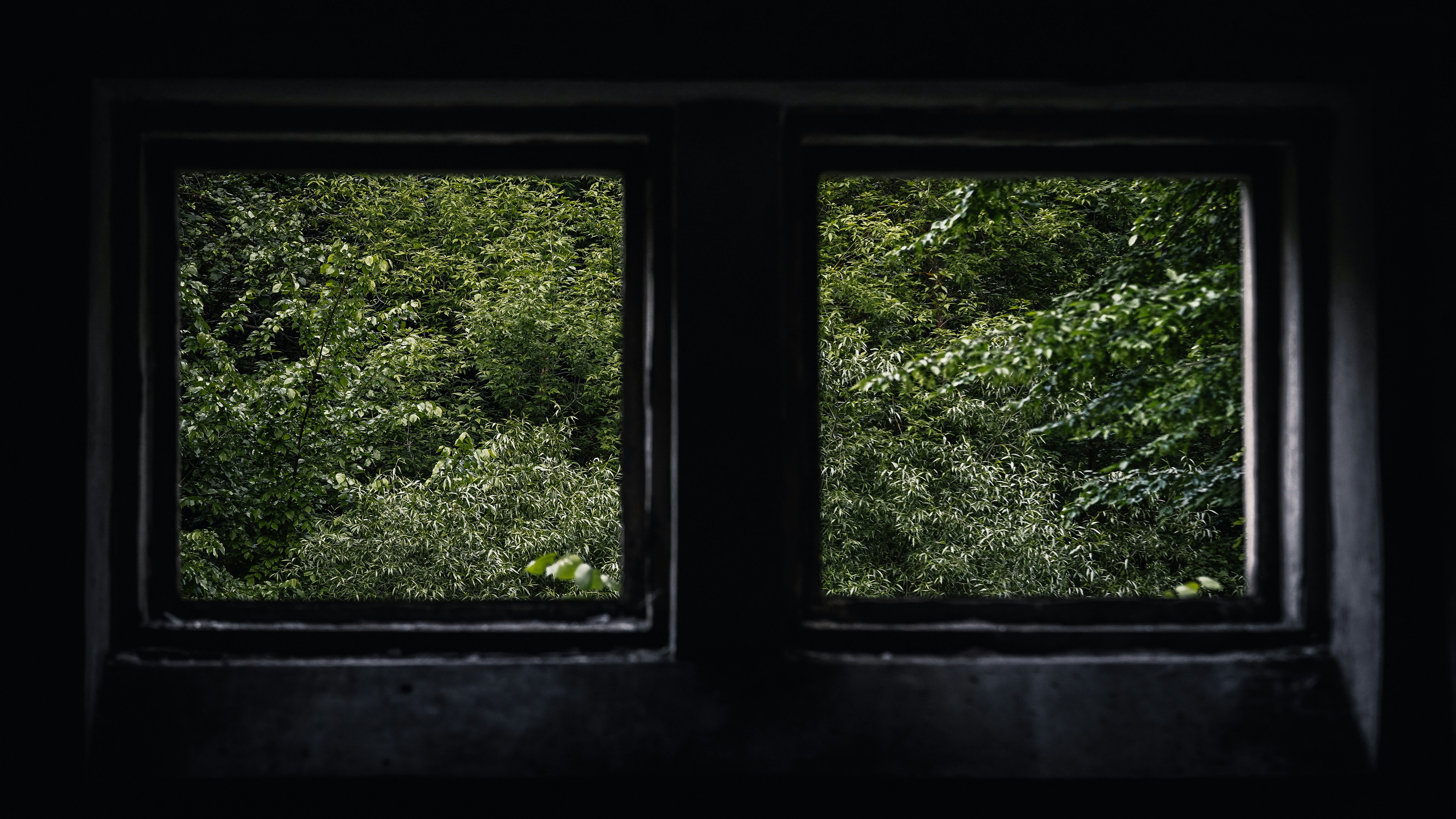 Dual windows framing lush green foliage outside in a dark room.