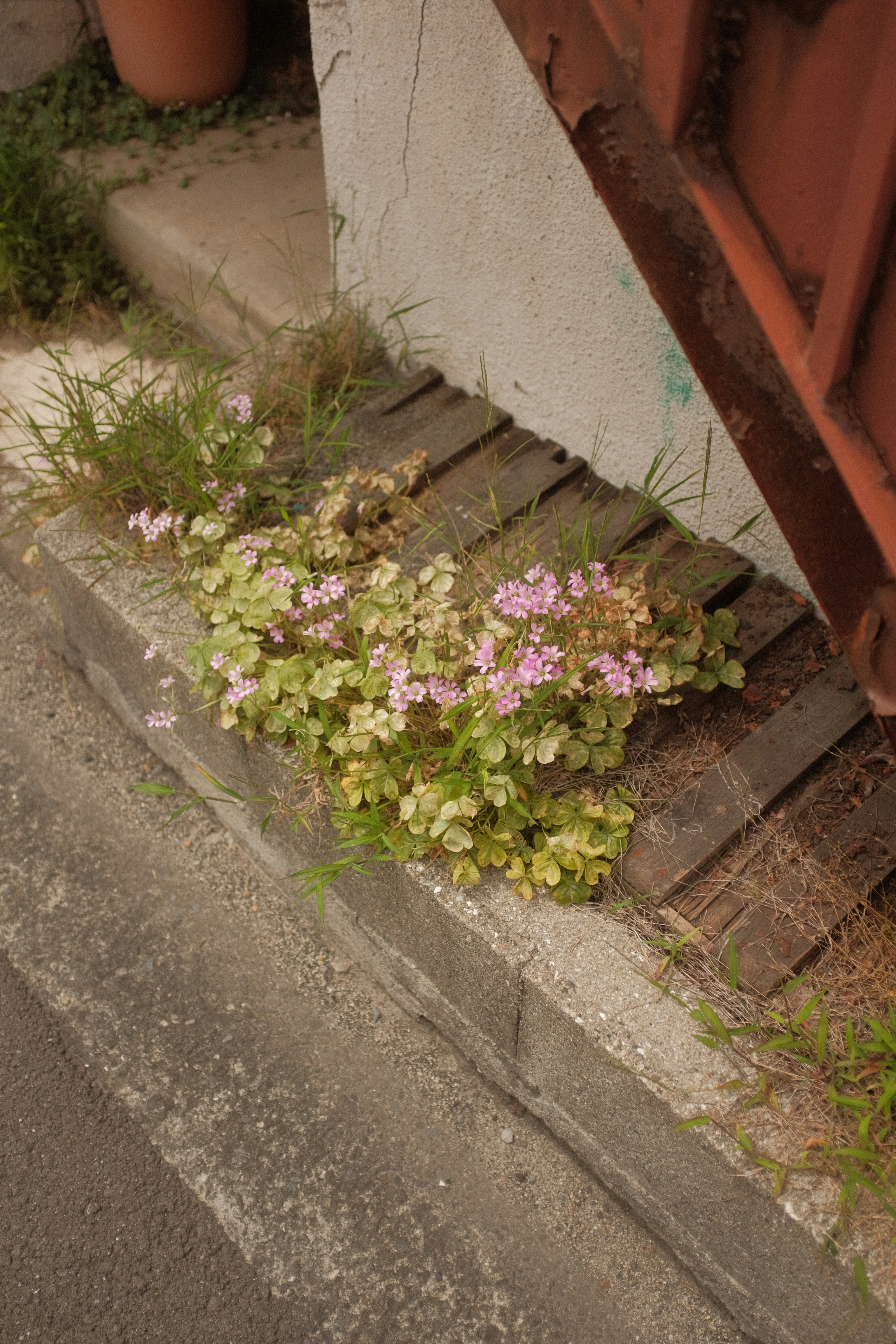 Weedy planter bloom at the edge of a concrete step