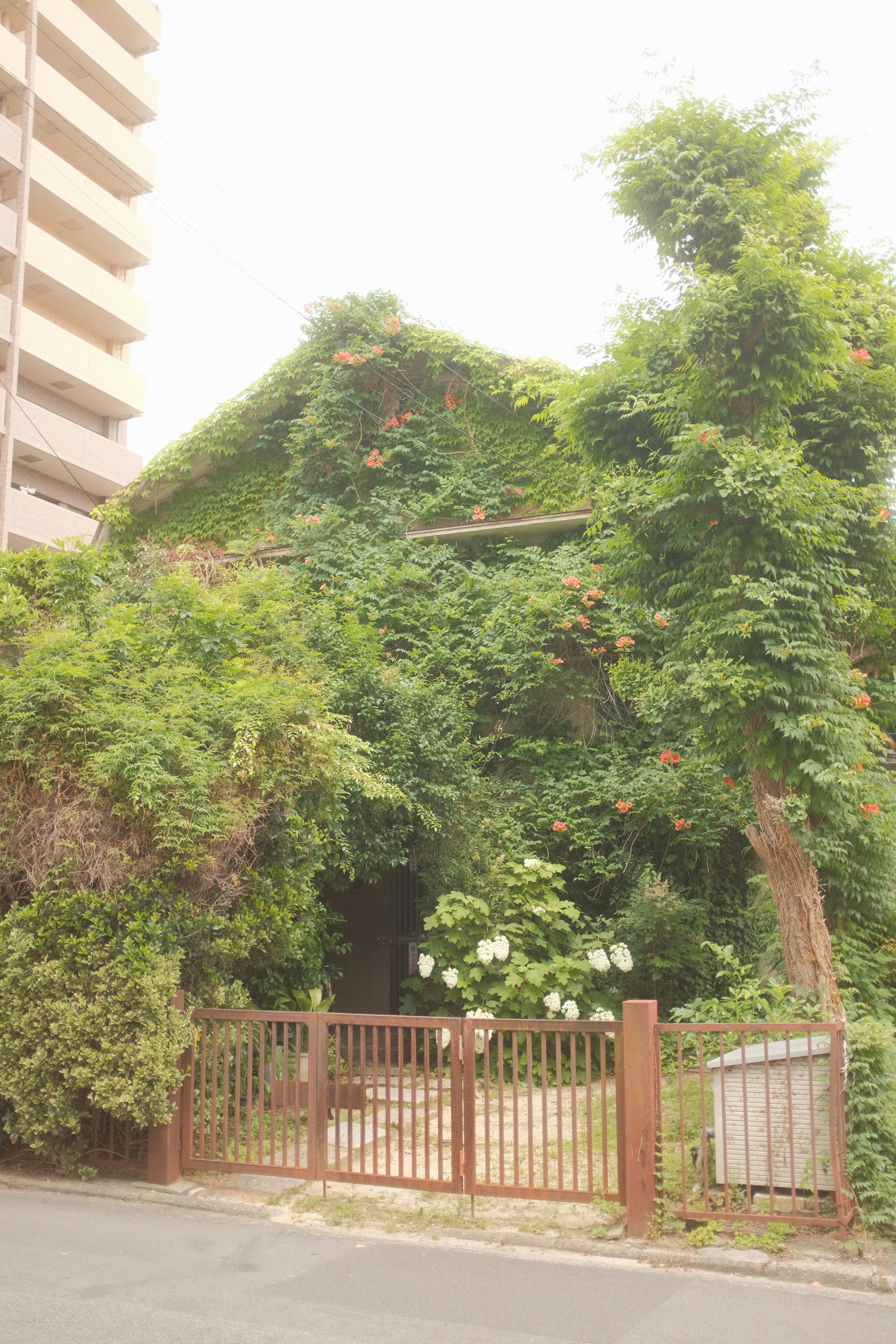 Ivy-Cloaked Gate: A Quiet Urban Entrance Framed by Greenery