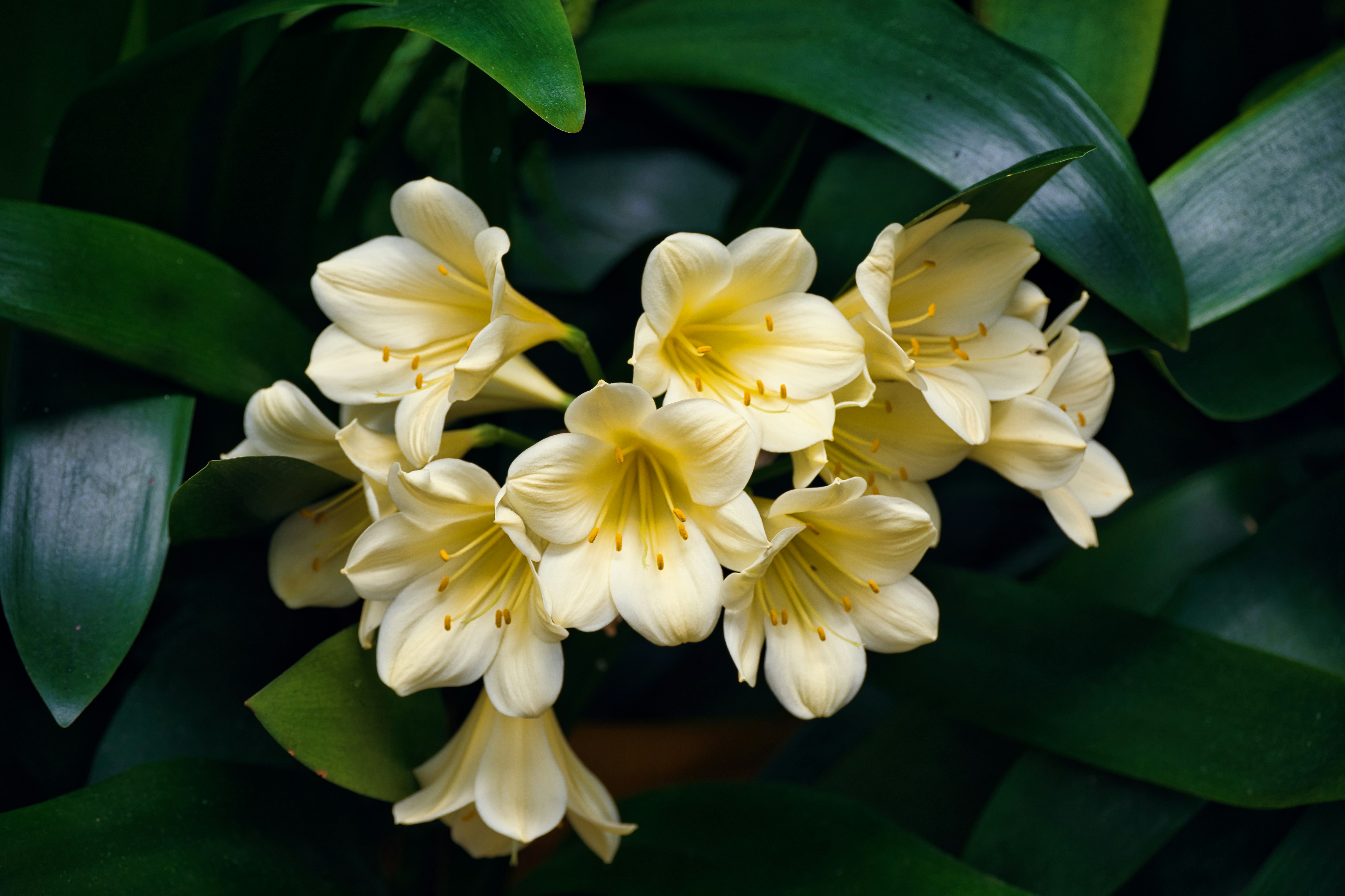 Creamy Plumeria Cluster Amid Deep Green Foliage