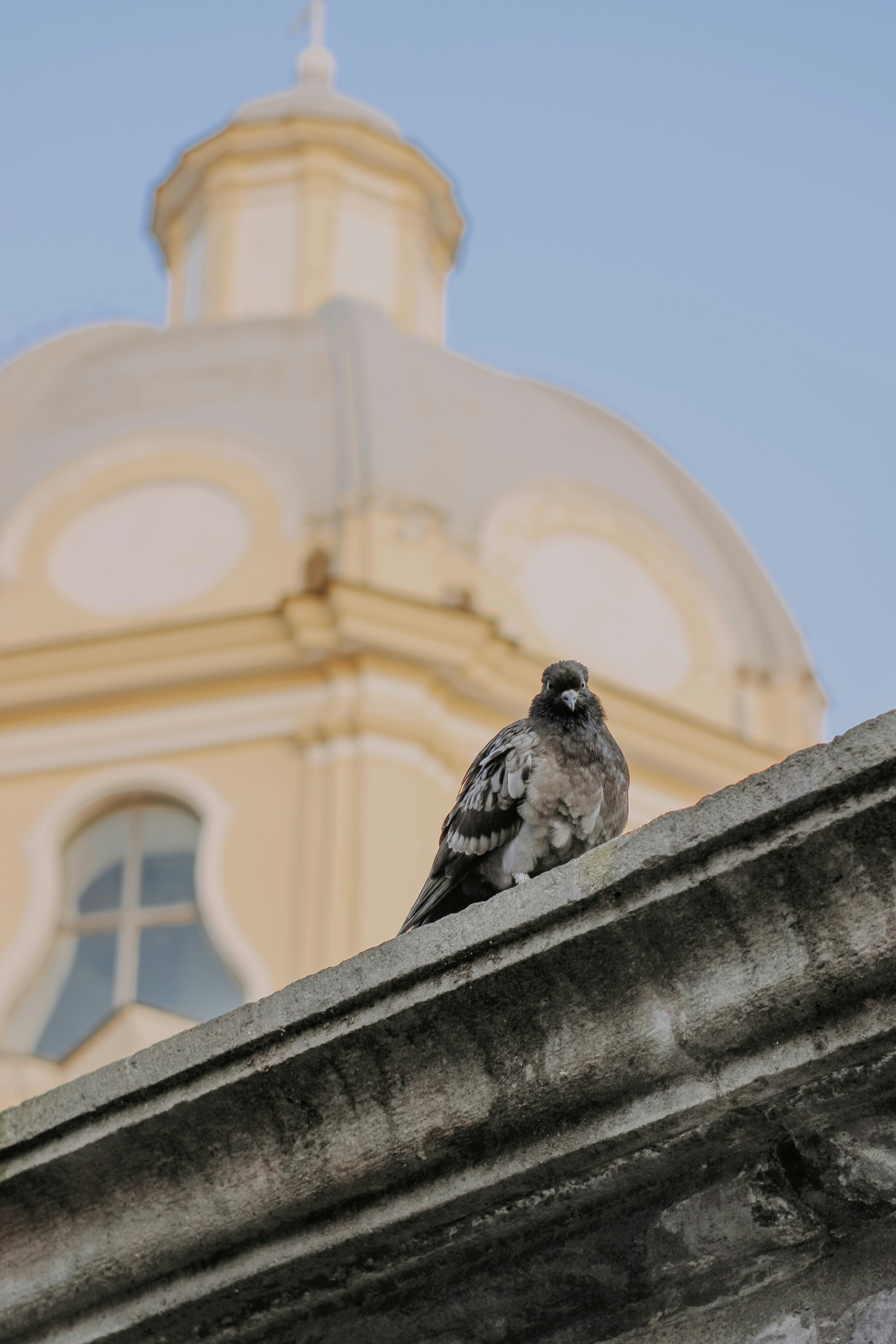black and white bird on top of concrete building during daytime