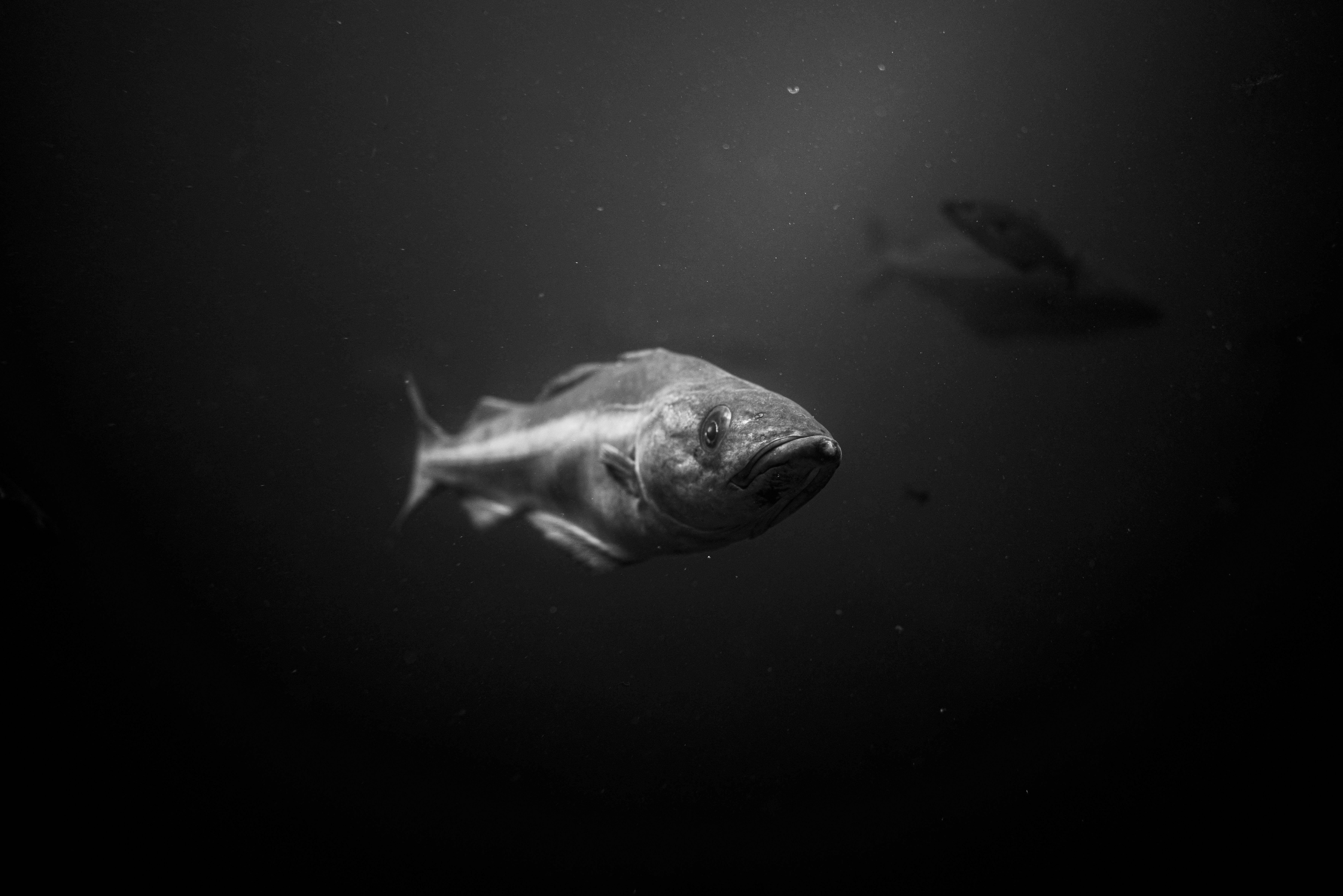 A solitary fish gliding through dark underwater realms, embodying the tranquil yet mysterious essence of aquatic life.