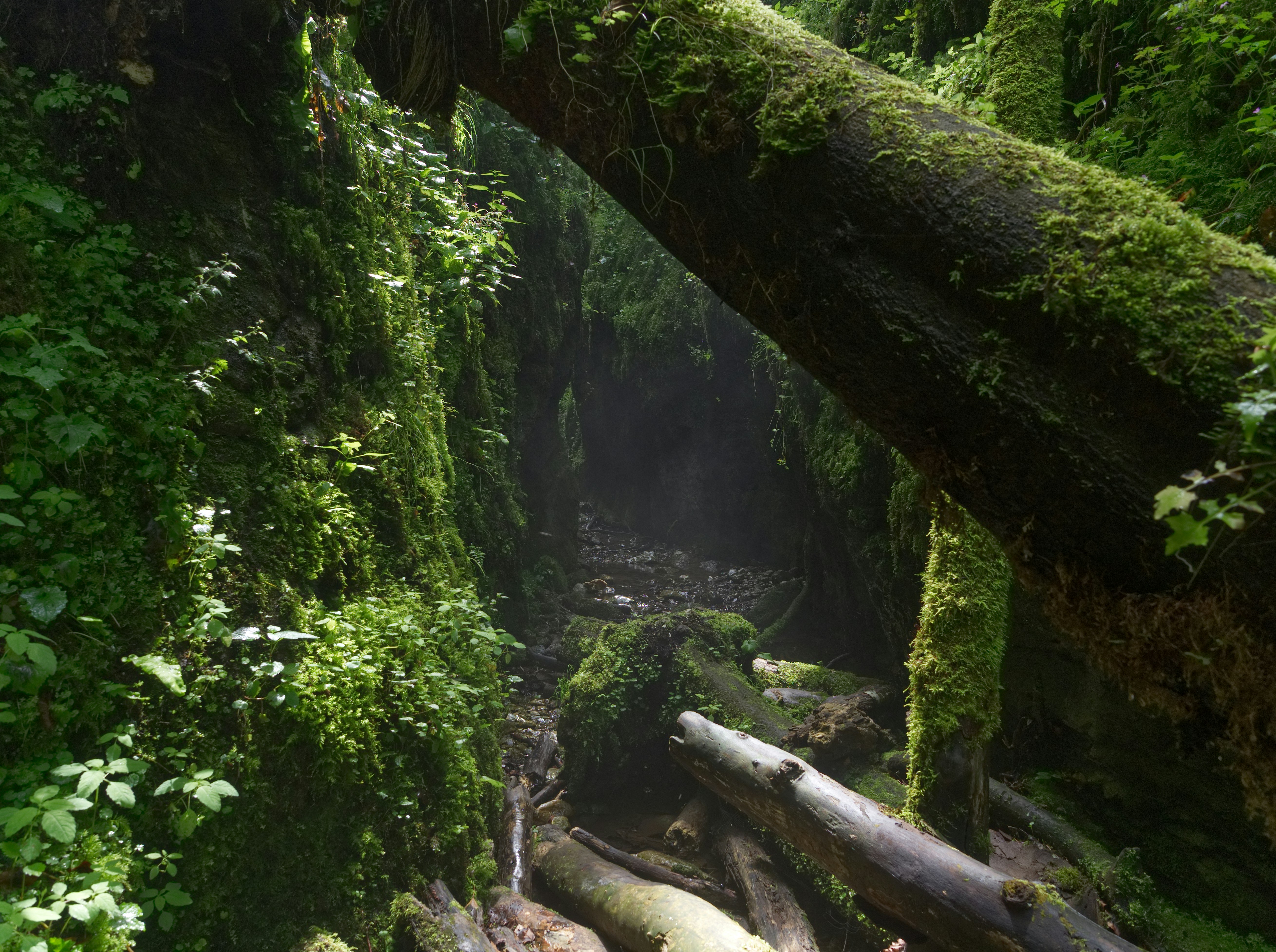 Moss-Cloaked Gorge Beneath a Fallen Giant