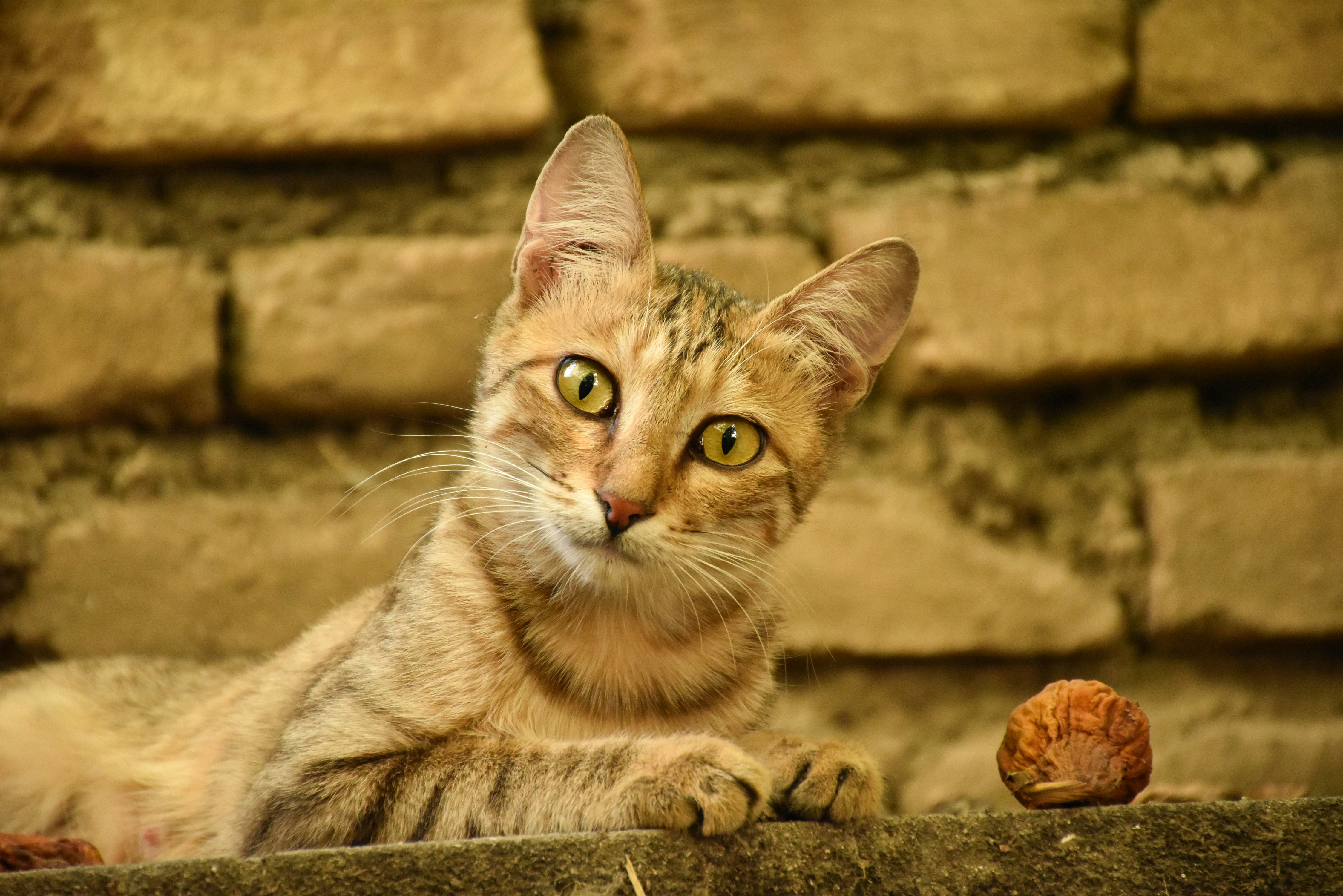 Amber-eyed Tabby on a Brick Shelf, Guarding a Walnut