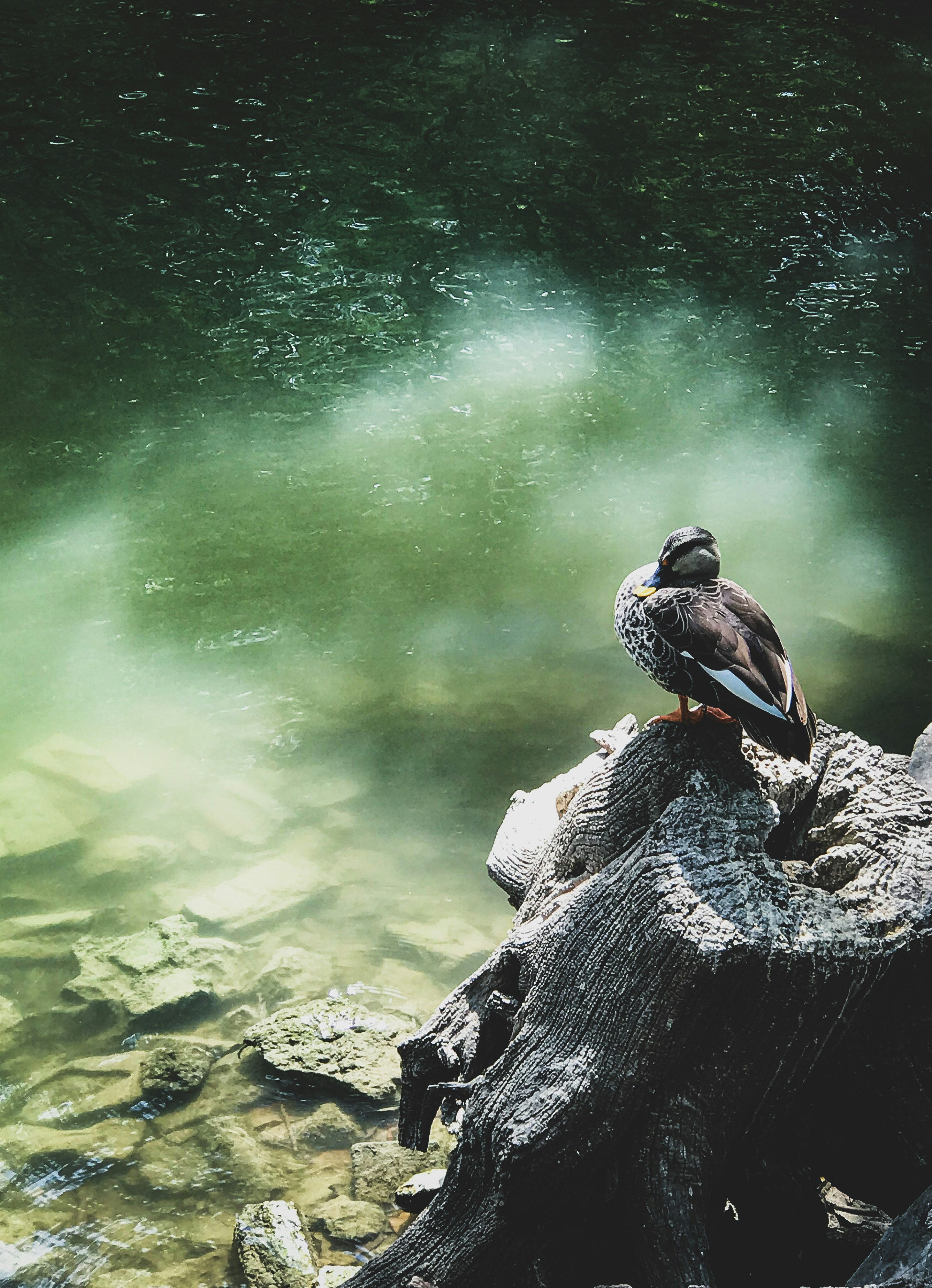 brown and black duck on gray rock near green water