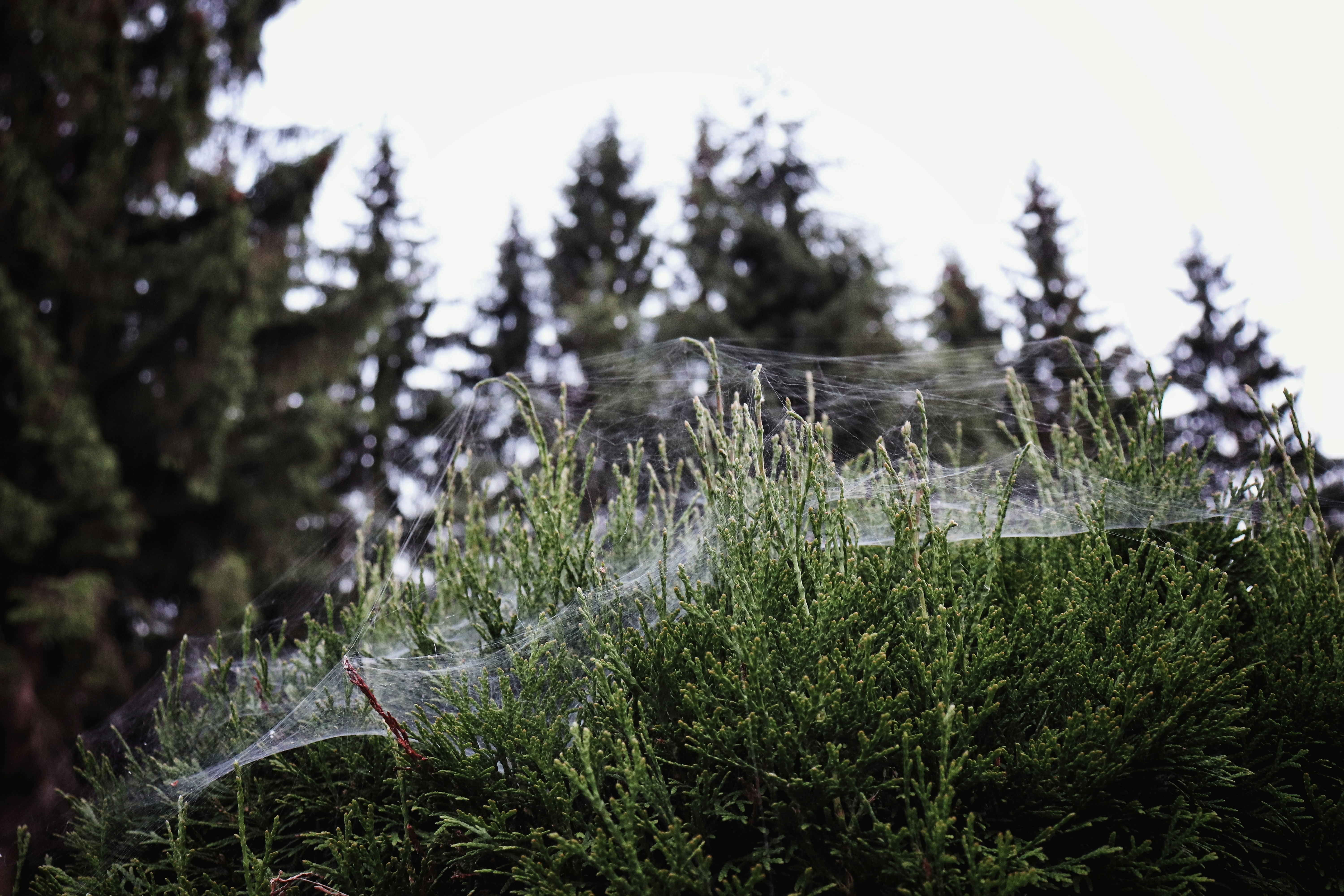 Gossamer Veil over a Conifer Hedge at Dusk