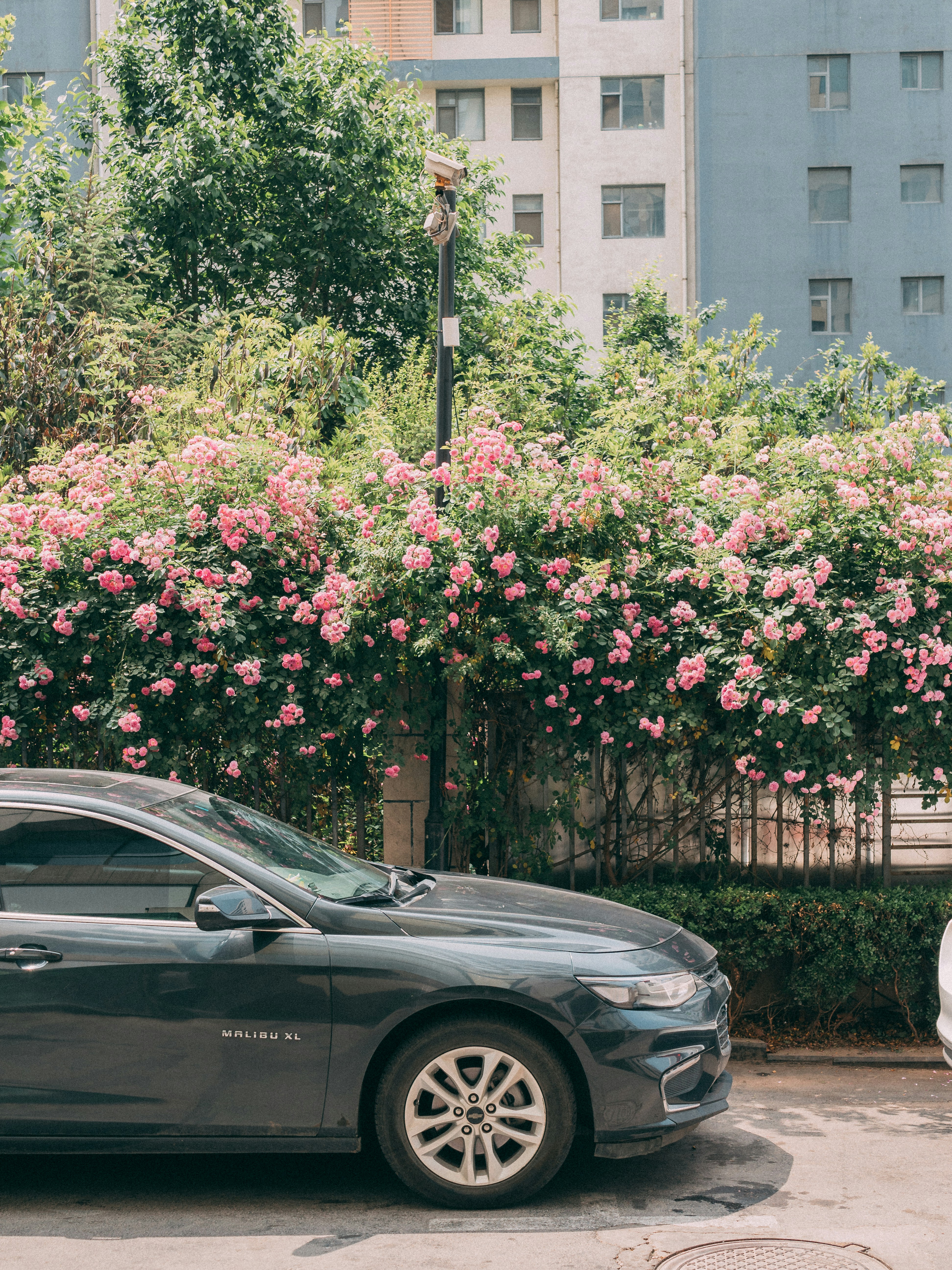 Blossoms Meet the Street: A City Frame With a Car and Pink Blooms