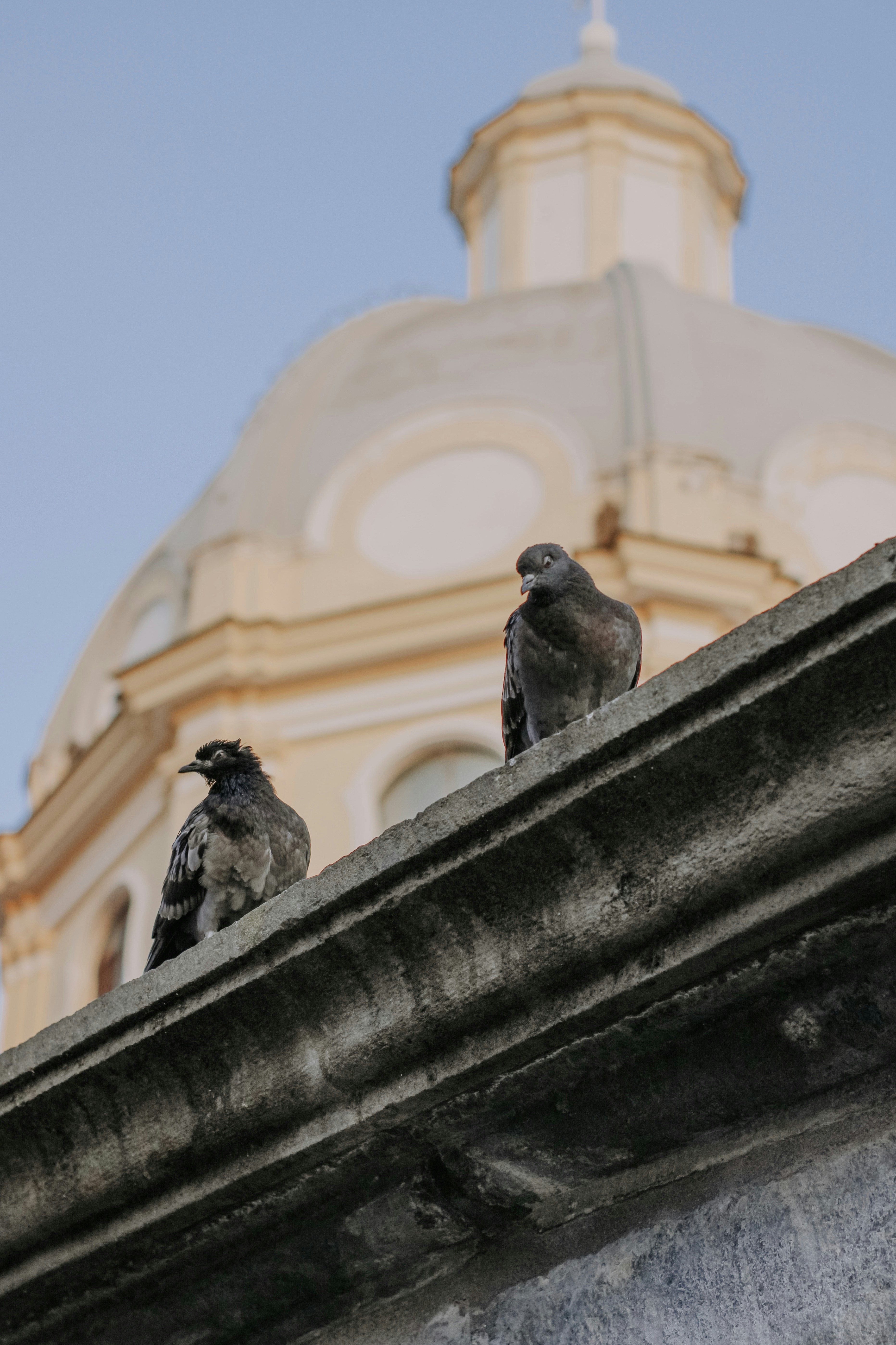 Pigeons on the ledge: a quiet moment against a sunlit dome