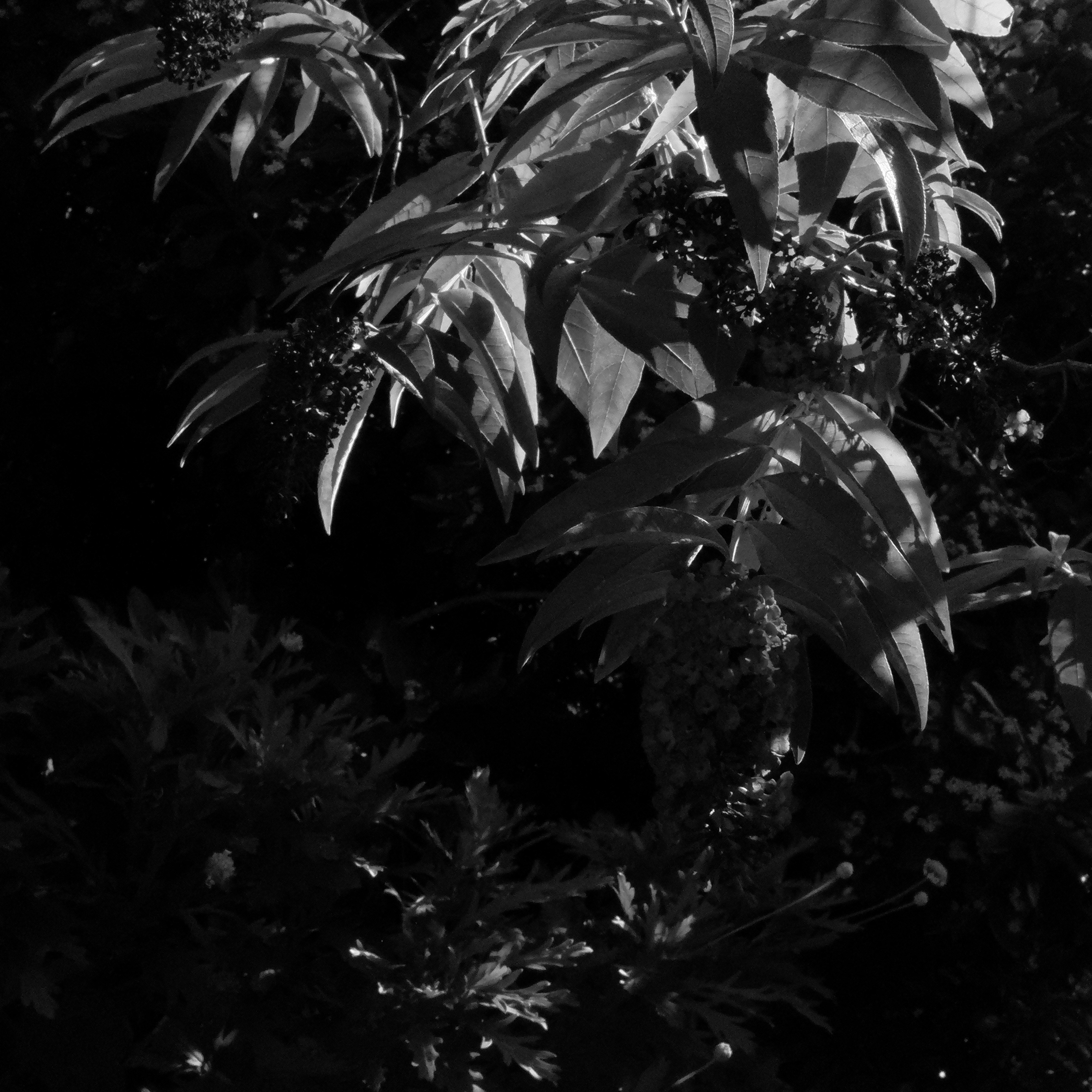 Close-up of vibrant leaves and dark berries, showcasing the intricate textures and contrasts in a black and white setting.