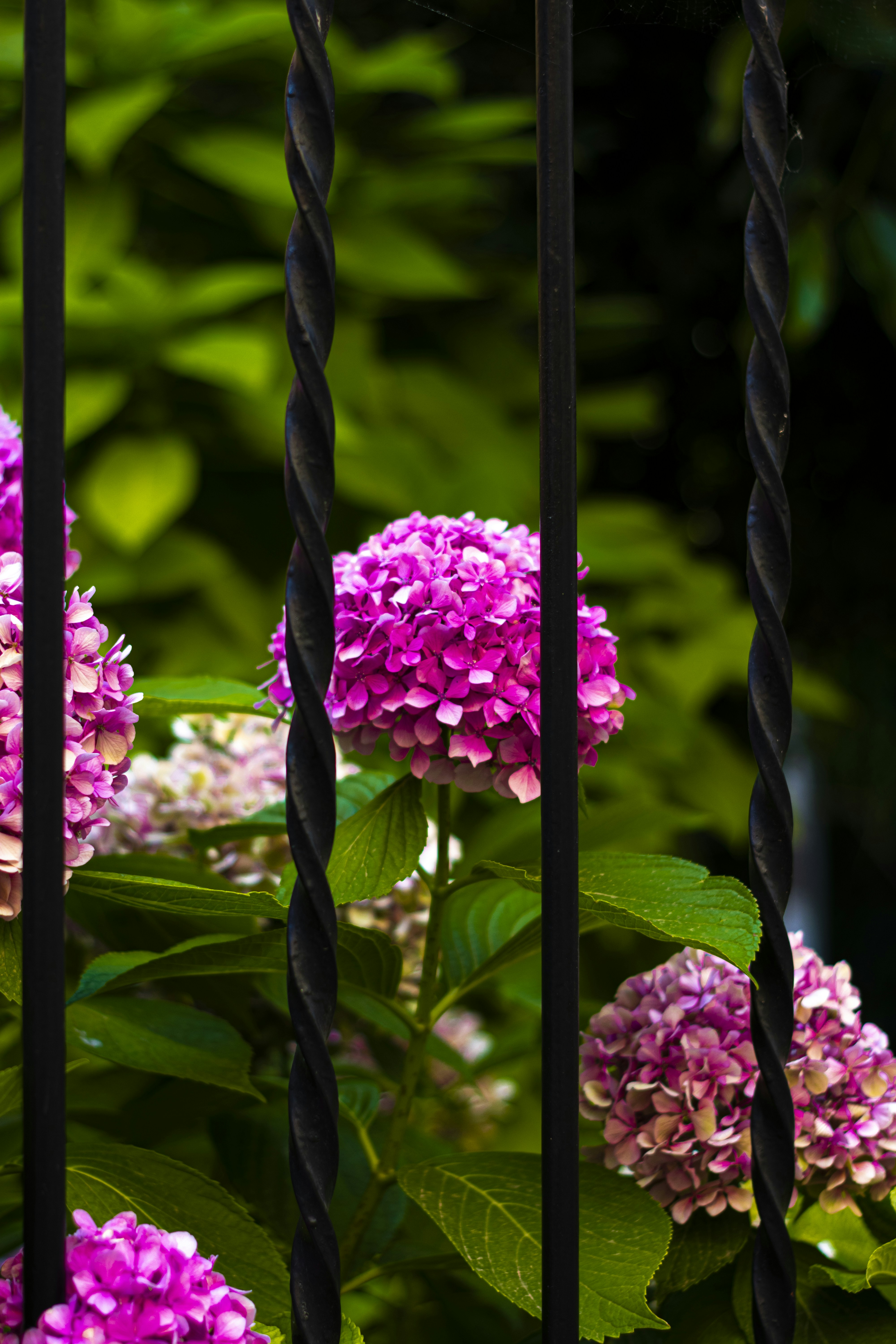 Hydrangea Bloom Between Iron Bars