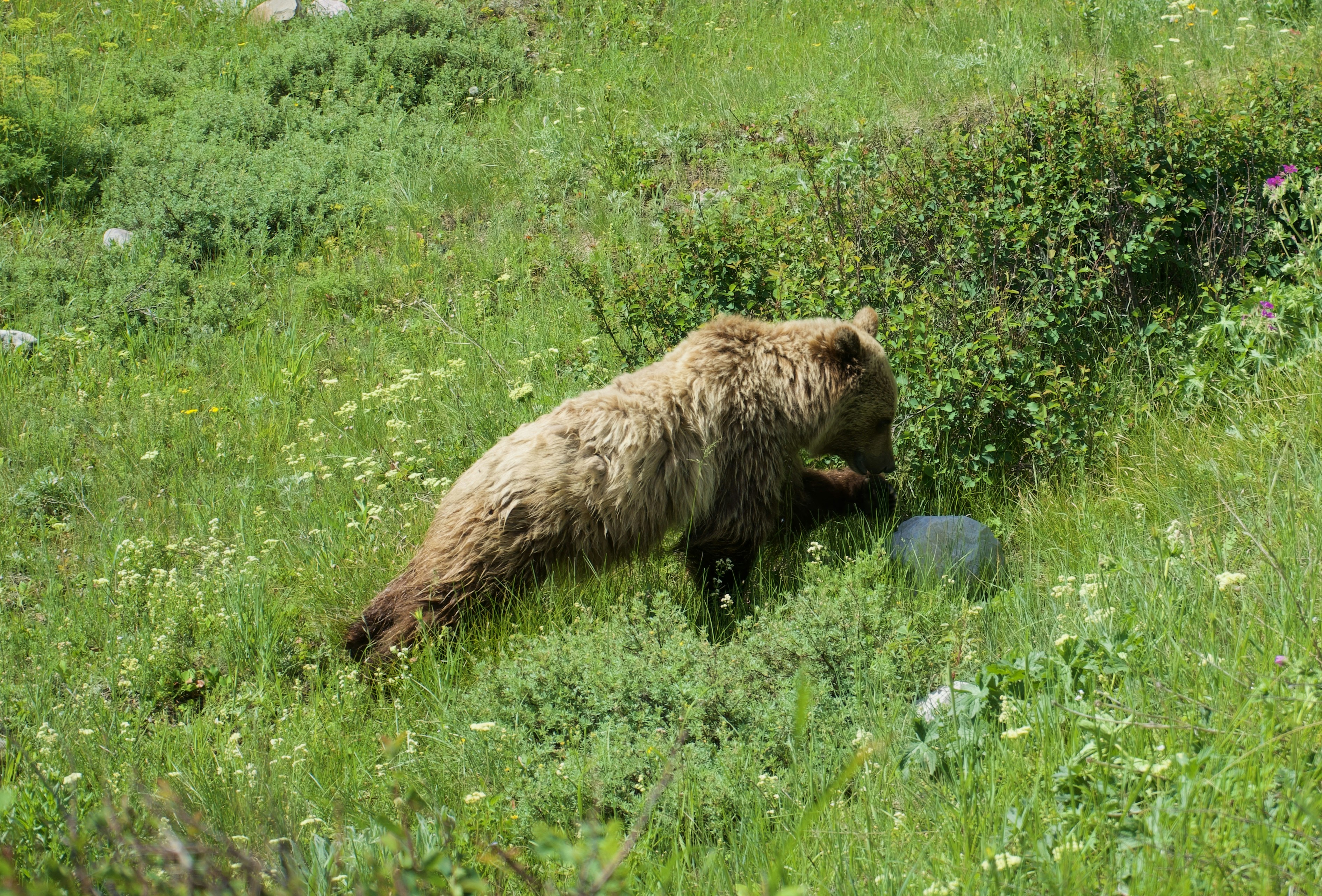 Grizzly bear foraging among lush green vegetation, showcasing its natural habitat and behavior.