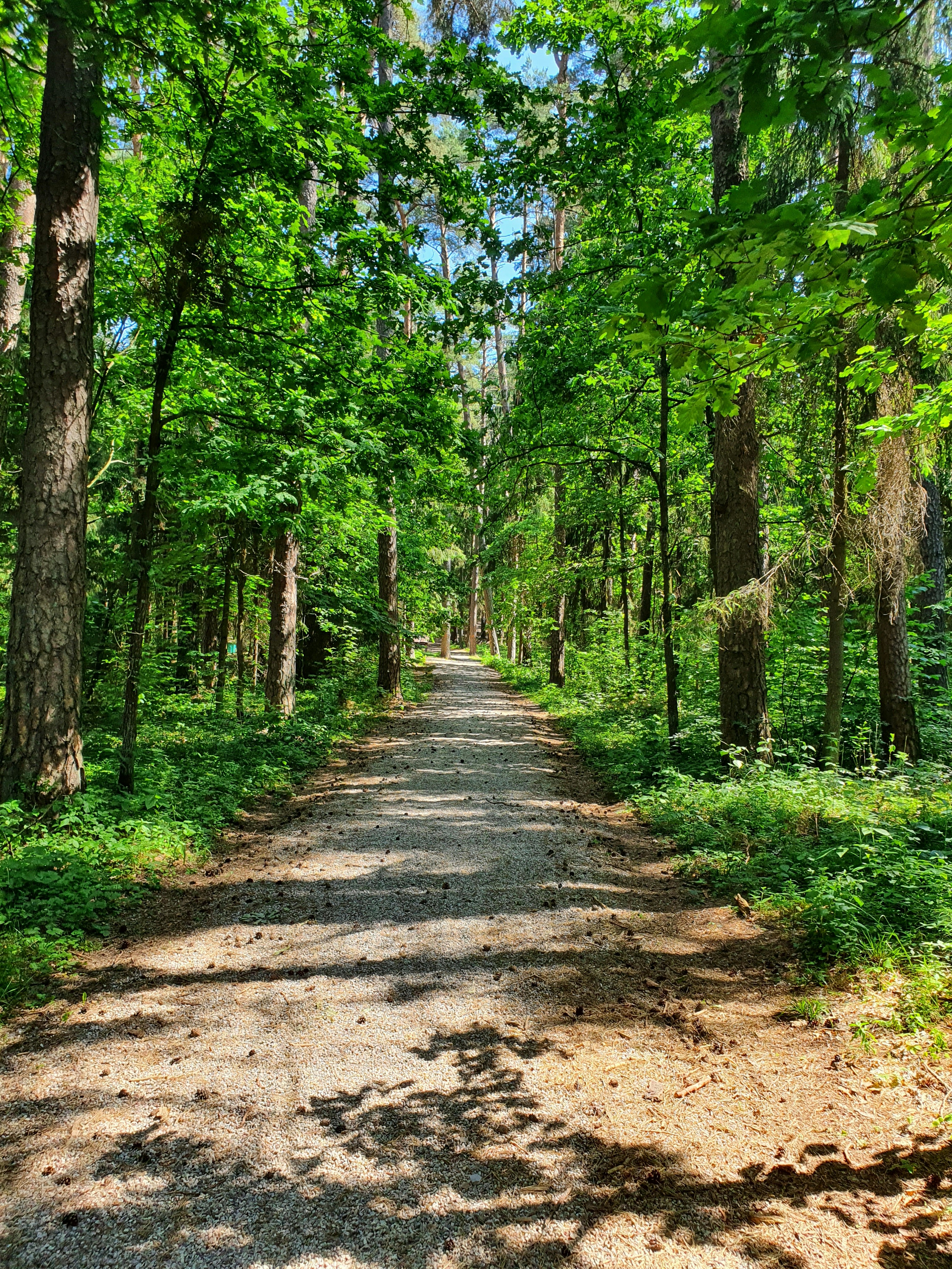 Gravel path winding through a lush green forest, dappled sunlight filtering through the leaves. Shadows play across the ground, creating a serene atmosphere.