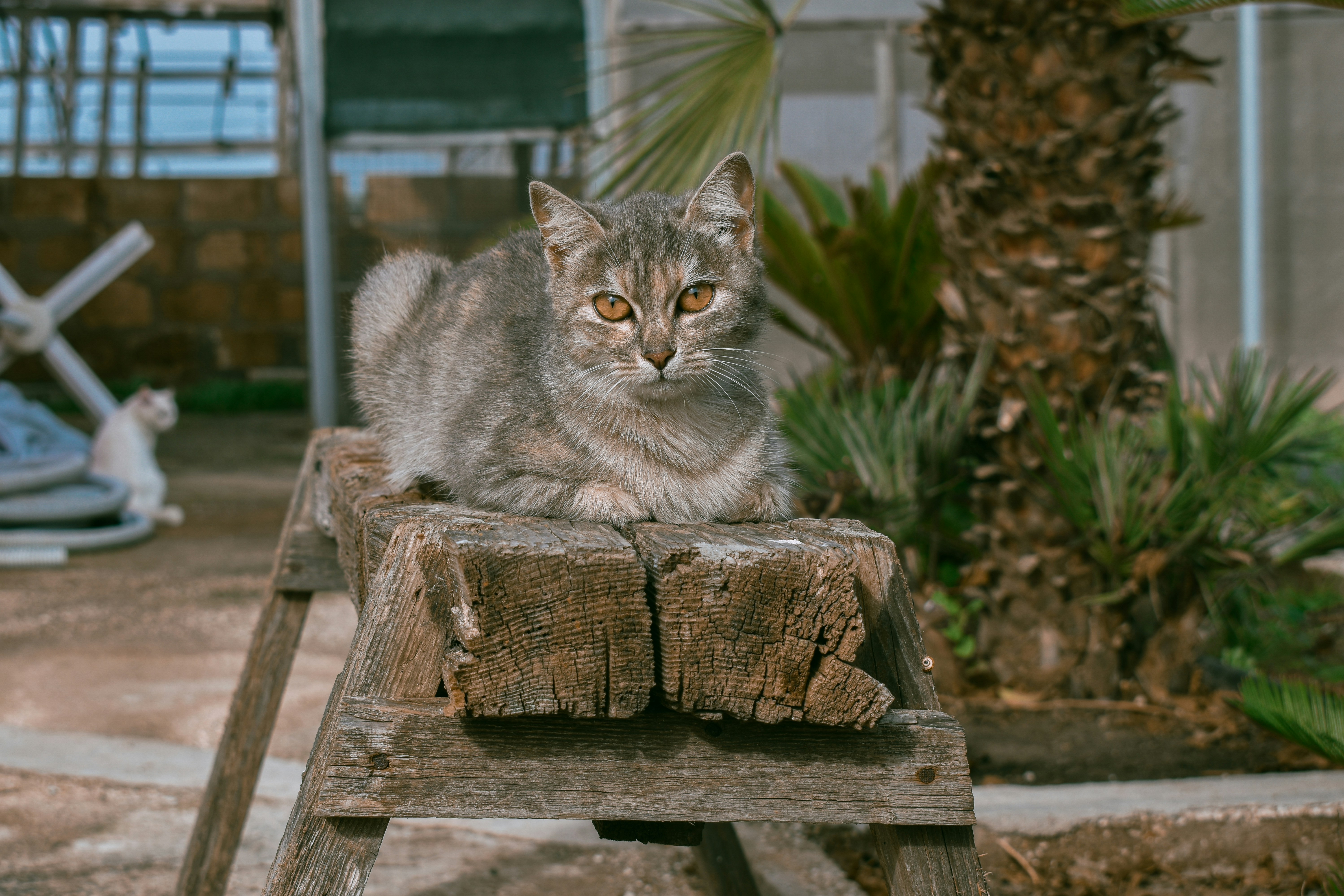 Silver tabby cat lounging on a weathered wooden bench amidst a garden setting.