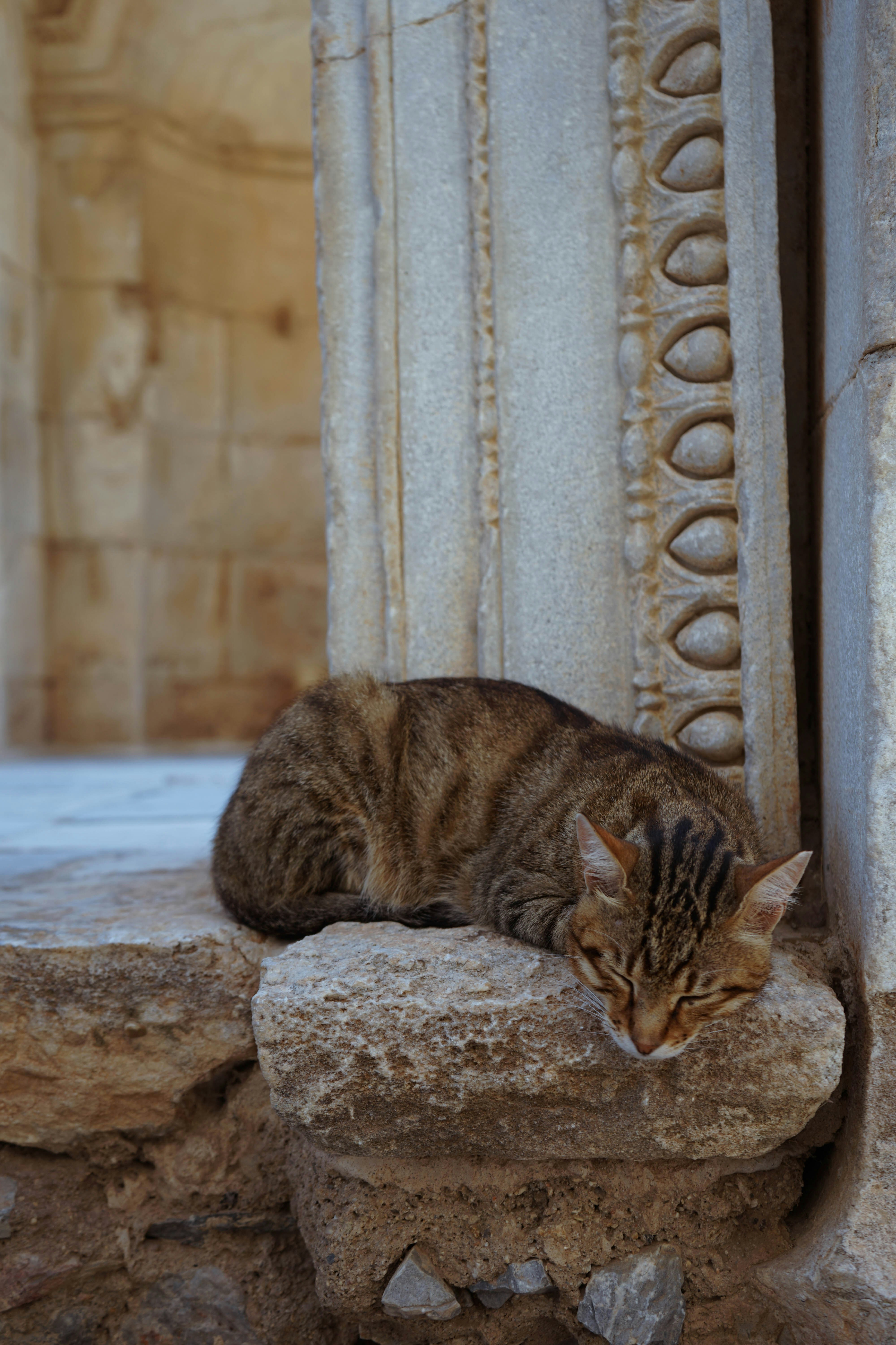 Dormant Gaze on Stone Steps