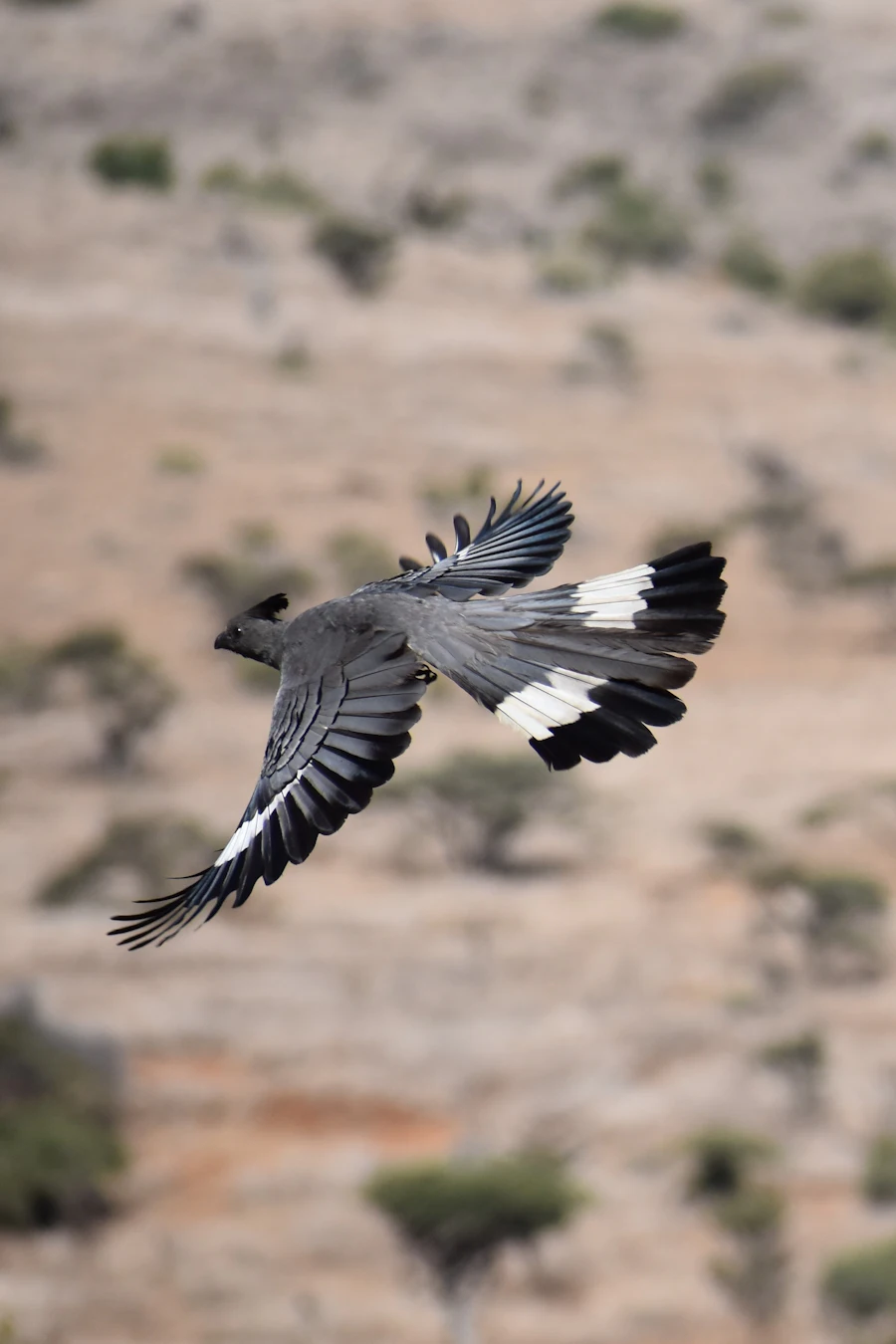 A black-and-white bird glides across a blurred desert hillside, wings fully spread. The distant scrubby terrain creates a soft, muted backdrop.