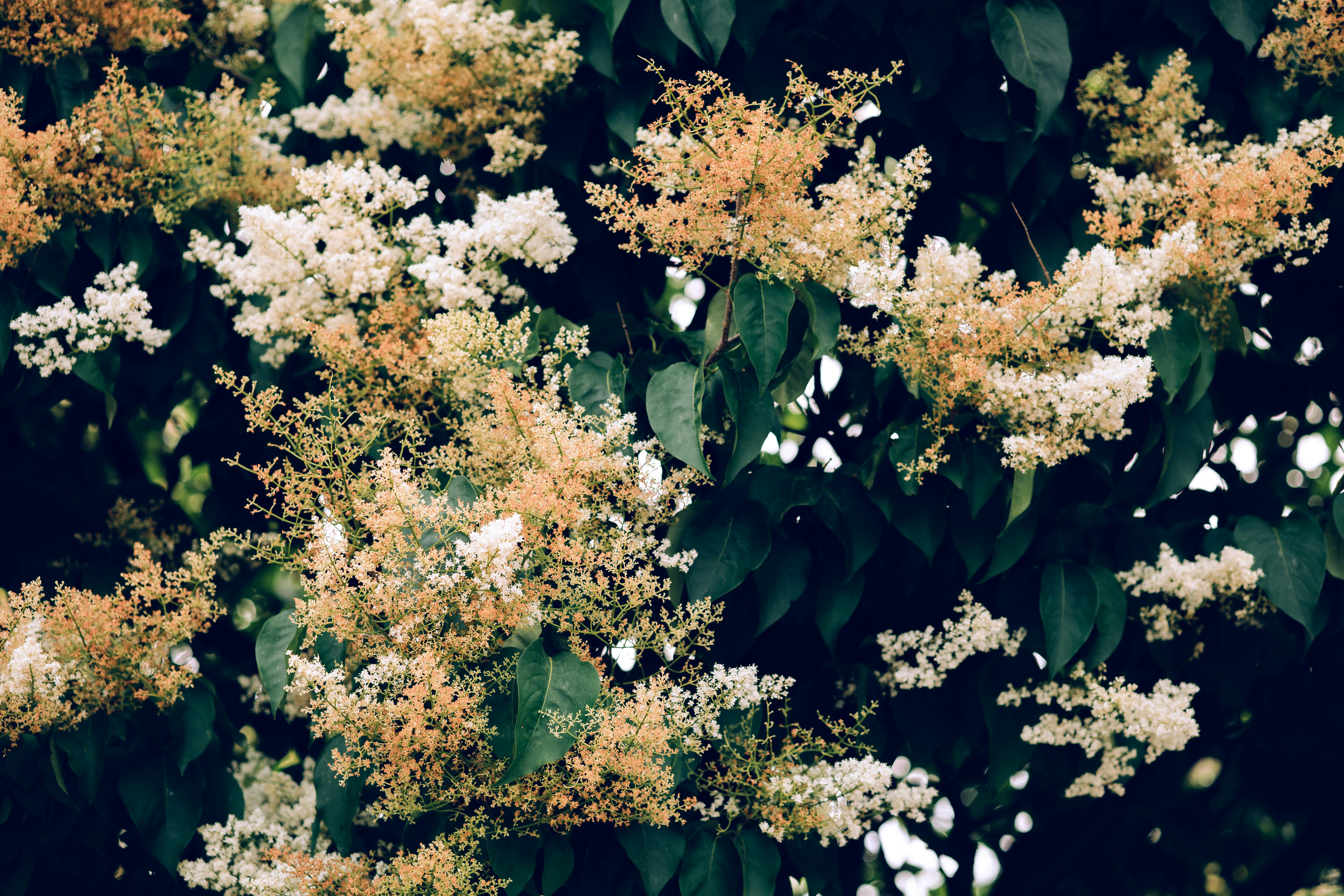 Chinese Tree Lilac
