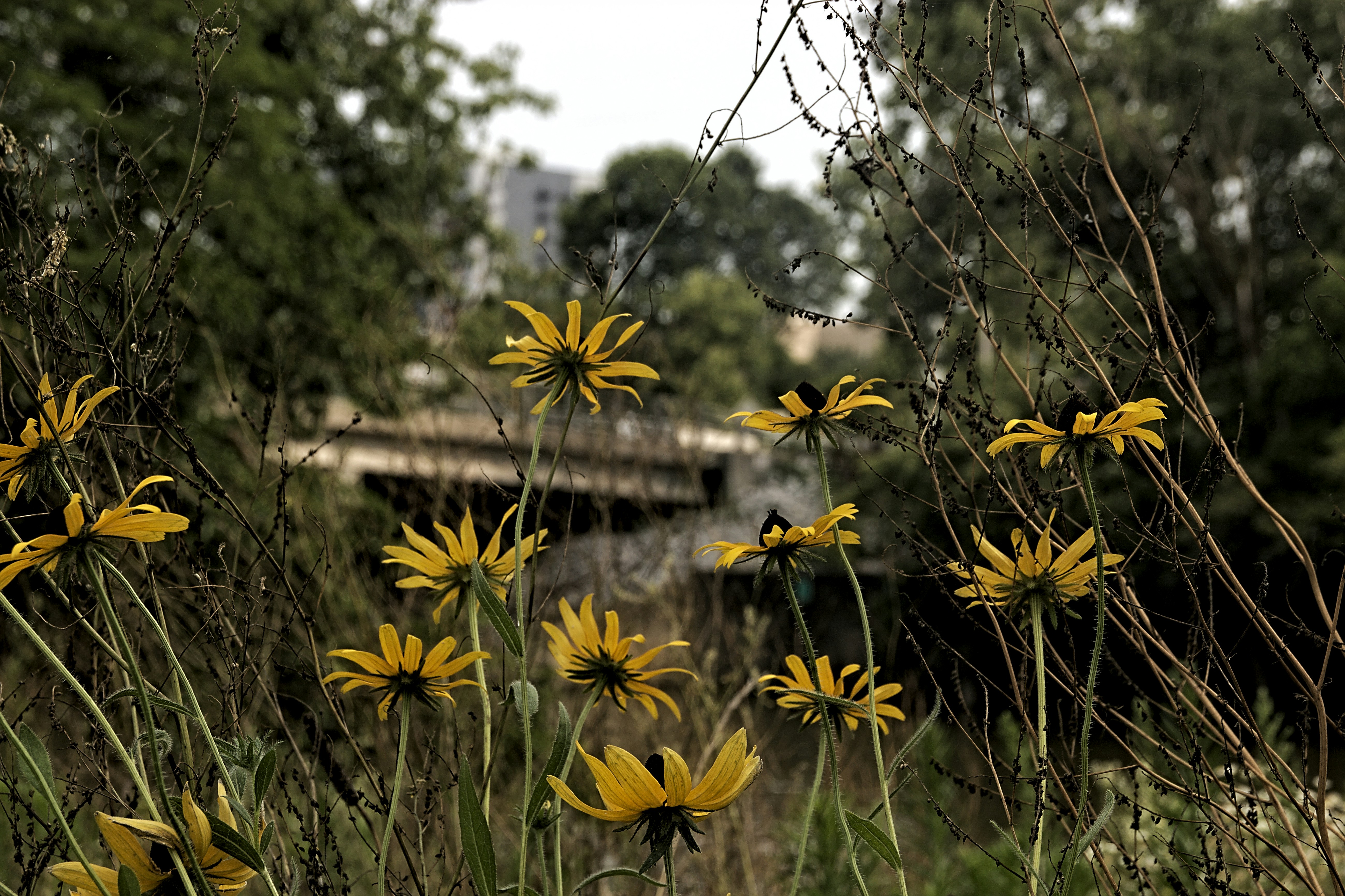 Sunlit Yellow Blooms Harbor a Quiet Overgrown Field