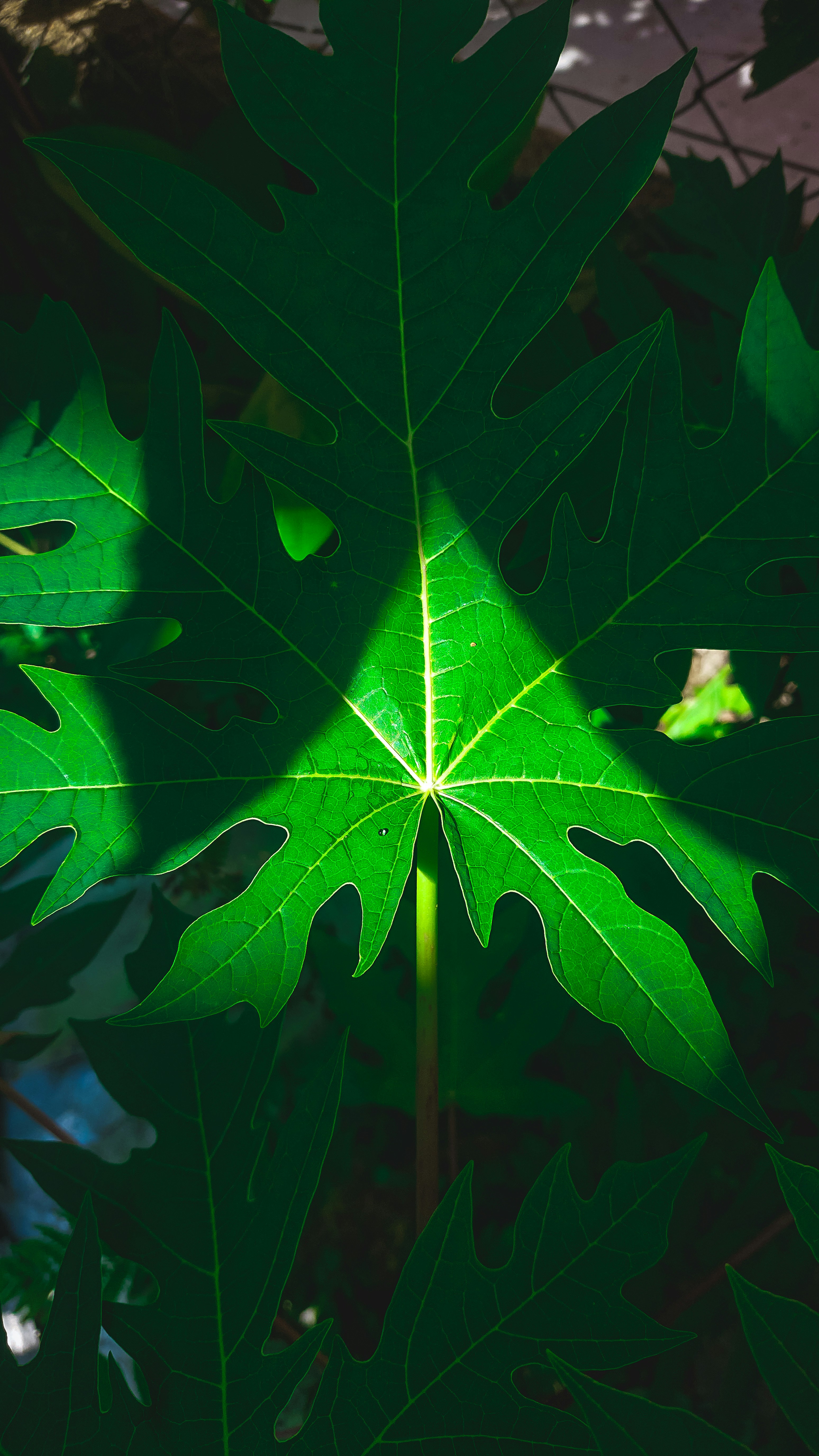 Nature