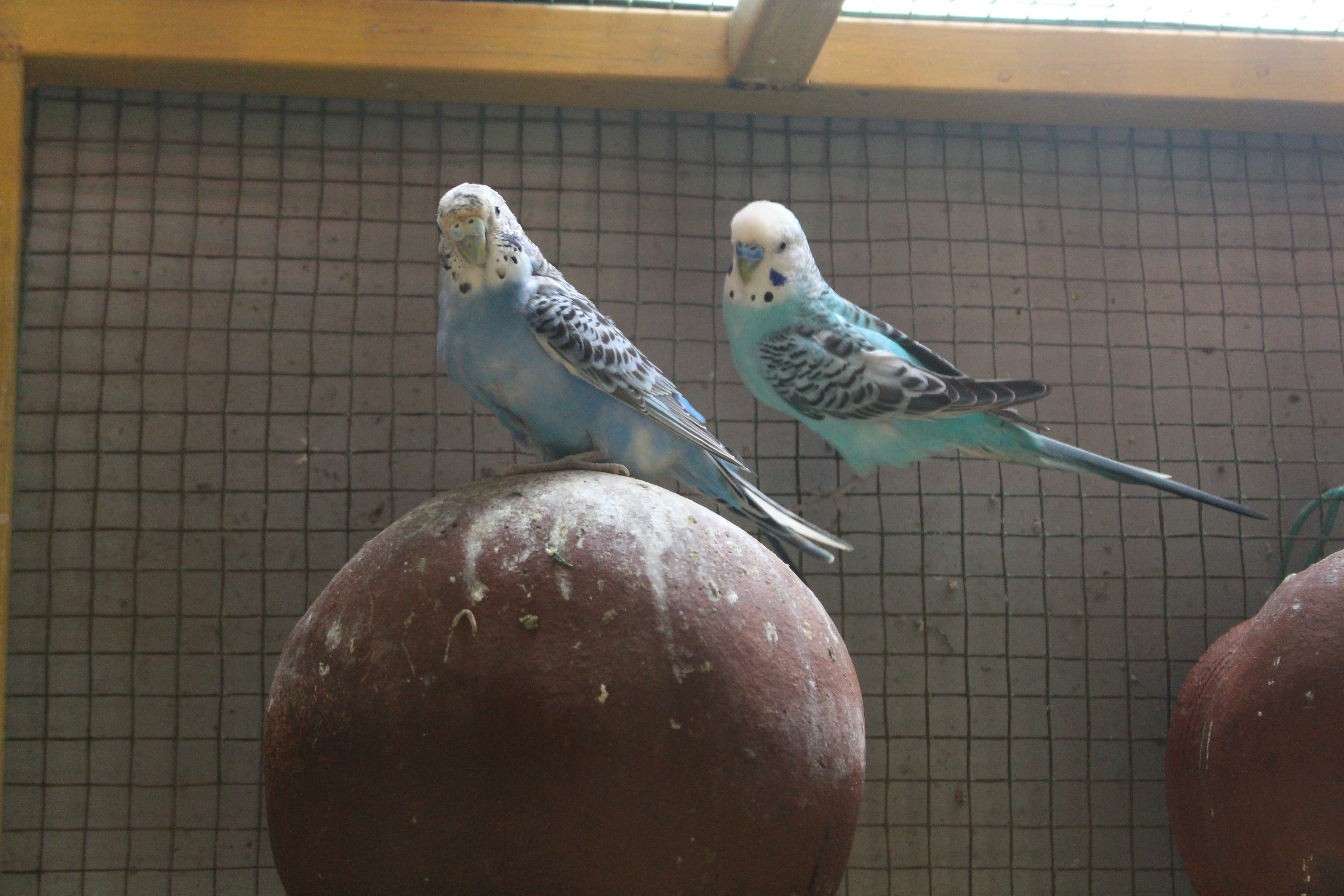 Quiet duet on clay spheres: two budgerigars in a wire-mesh aviary