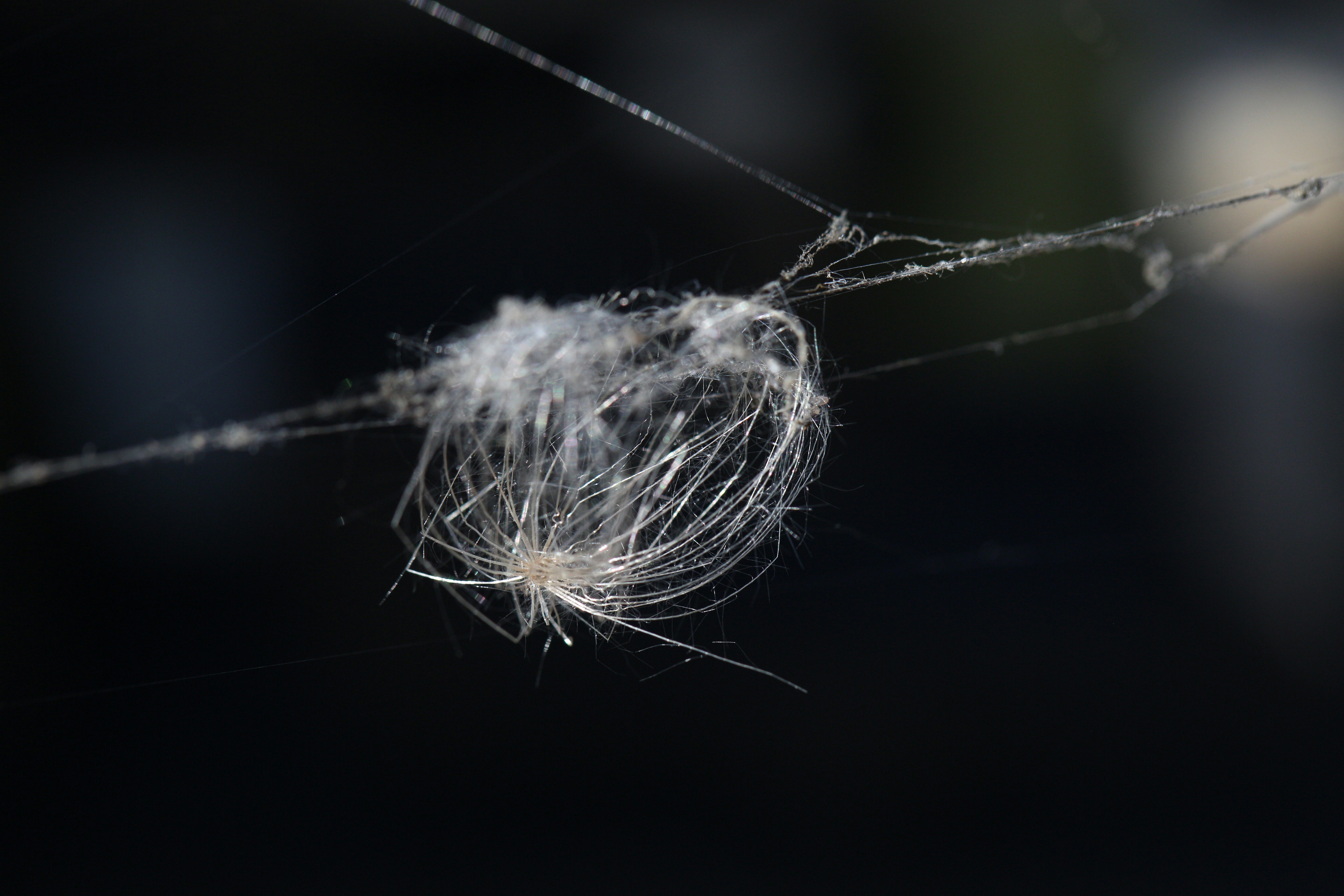 Ghostly seedball suspended on a silk thread against velvet black