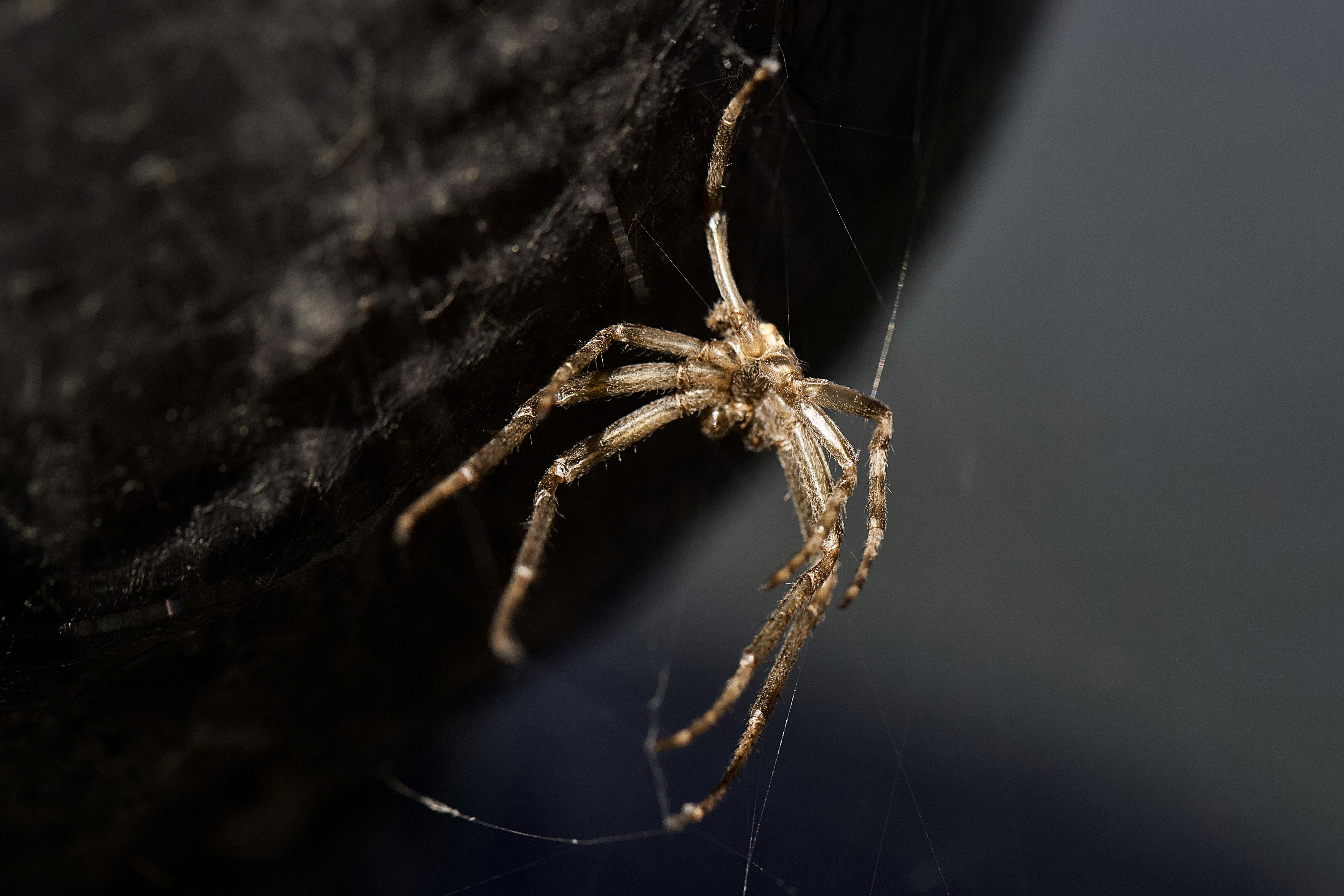 Dust-Hued Spider on a Silk Strand Against Velvet Darkness