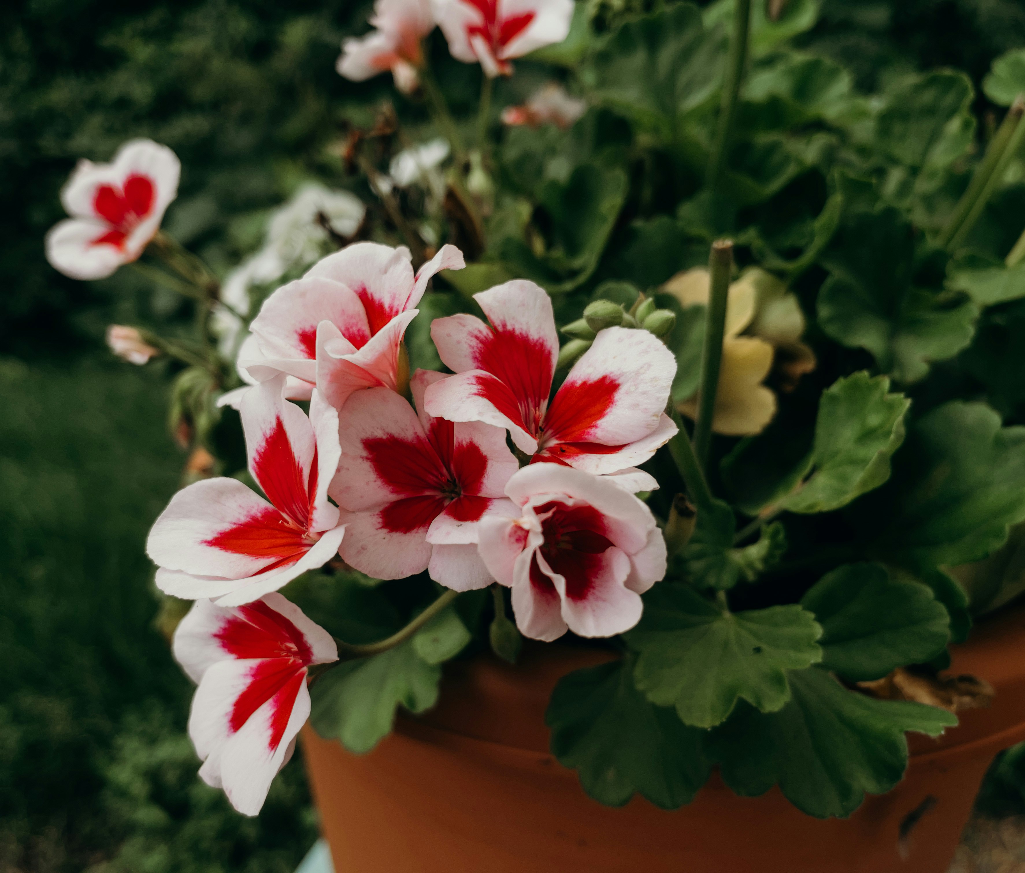 Red-Keys in Bloom: A Cluster of White-Pink Geraniums on a Terracotta Pot