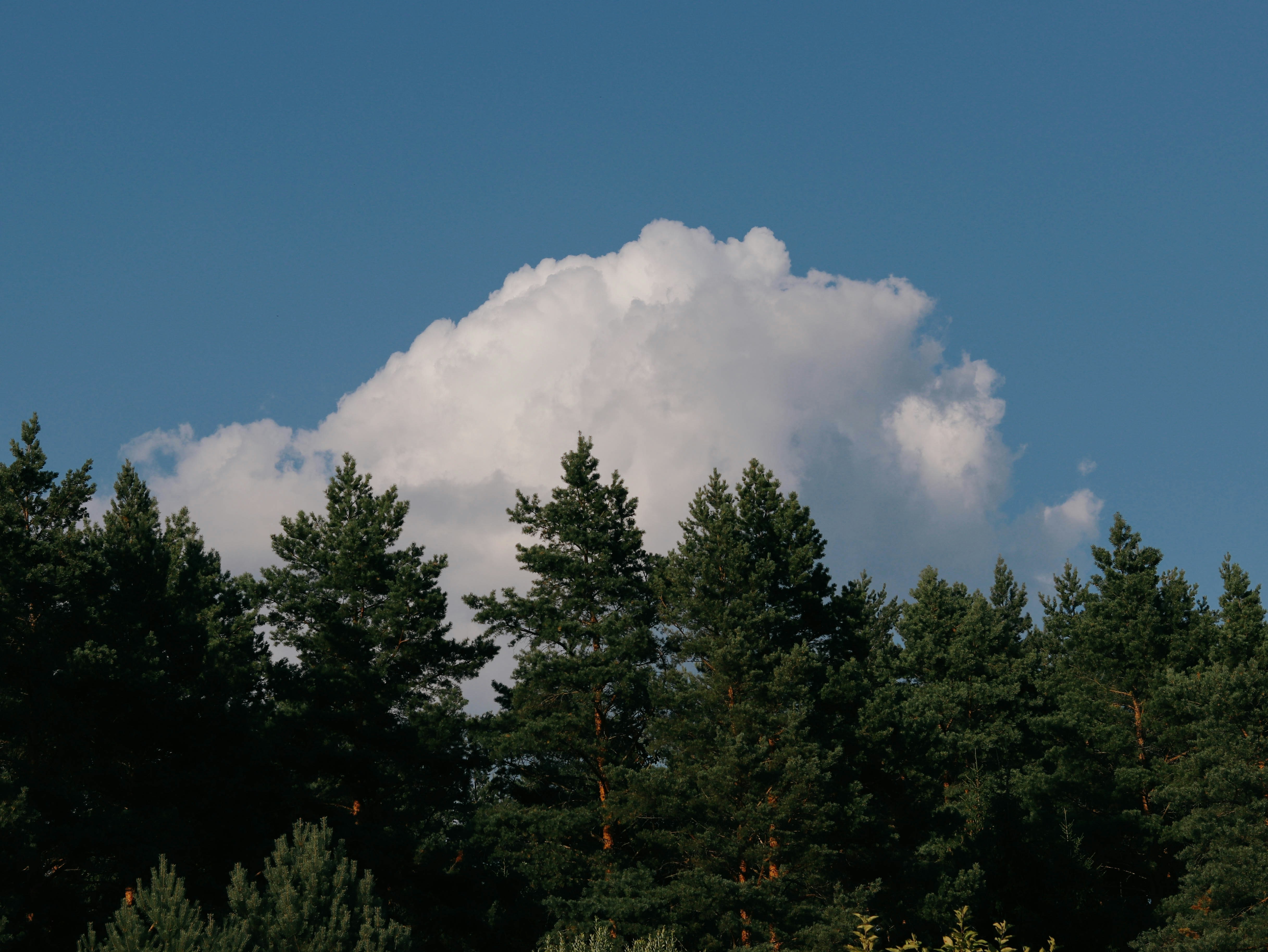 green trees under blue sky during daytime