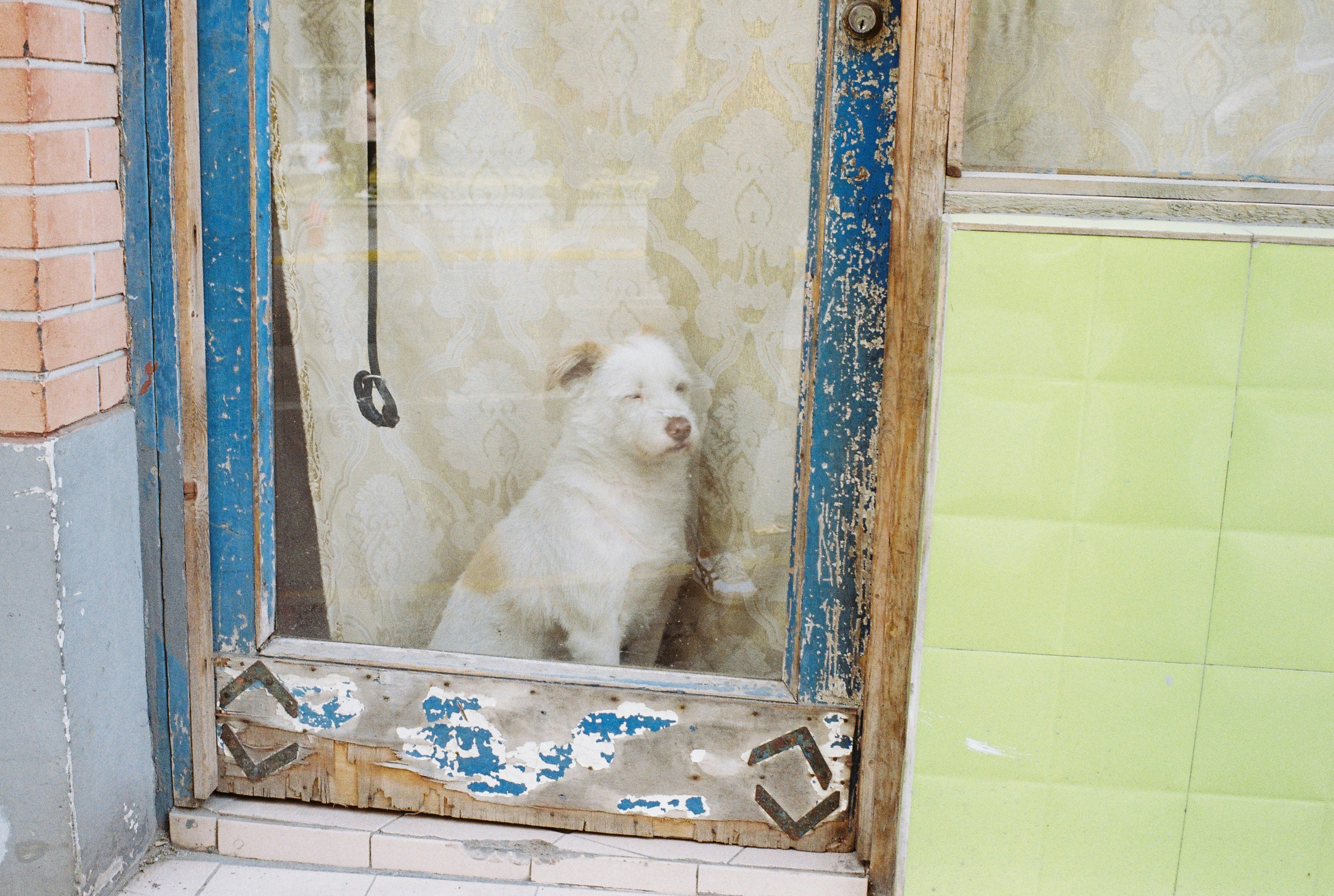 Small white dog seated inside a weathered doorway, framed by a chipped blue door frame and green tile surround.
