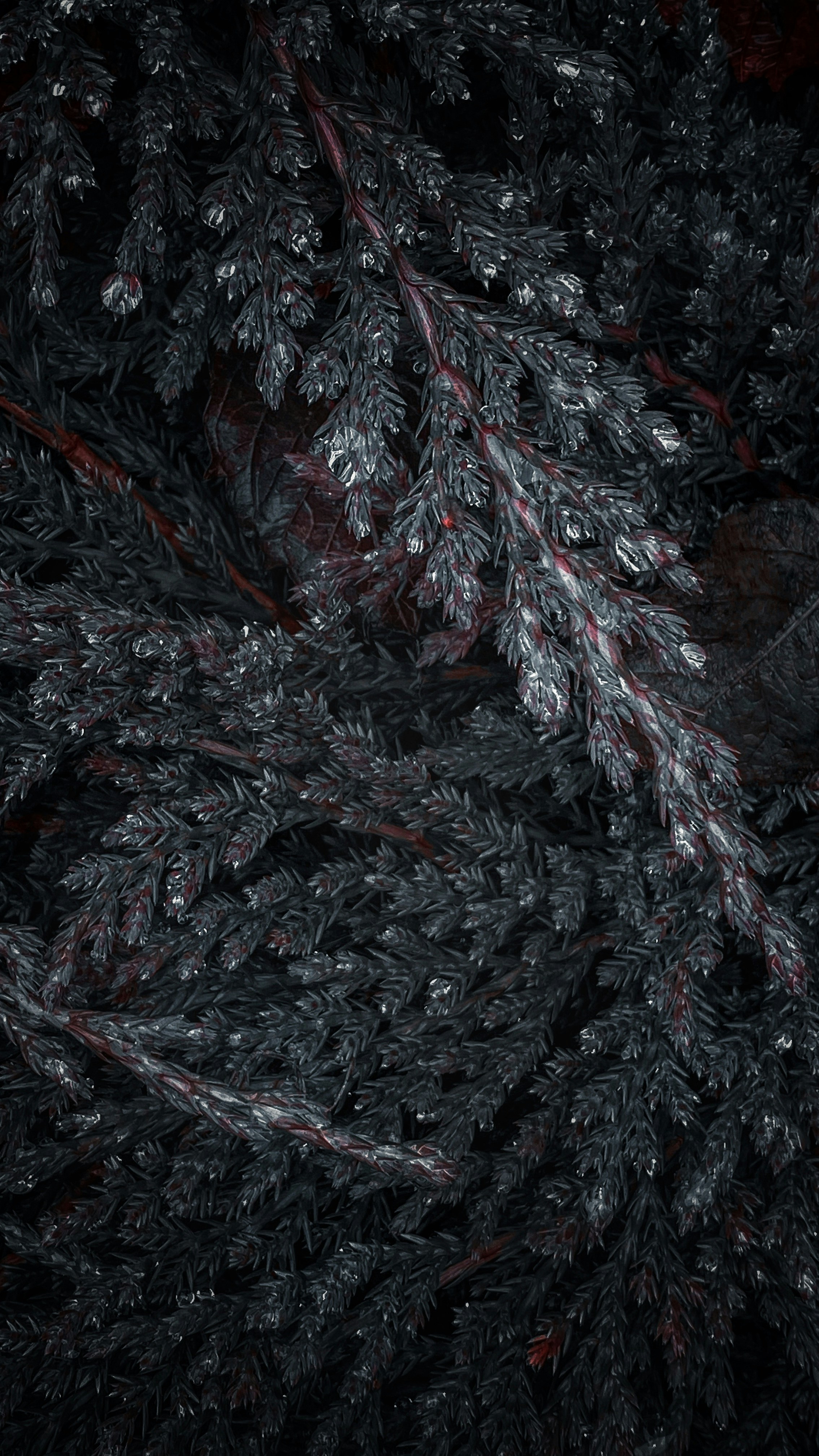 Intricate layers of evergreen foliage adorned with droplets, creating a rich, textured surface that evokes a serene forest ambiance.