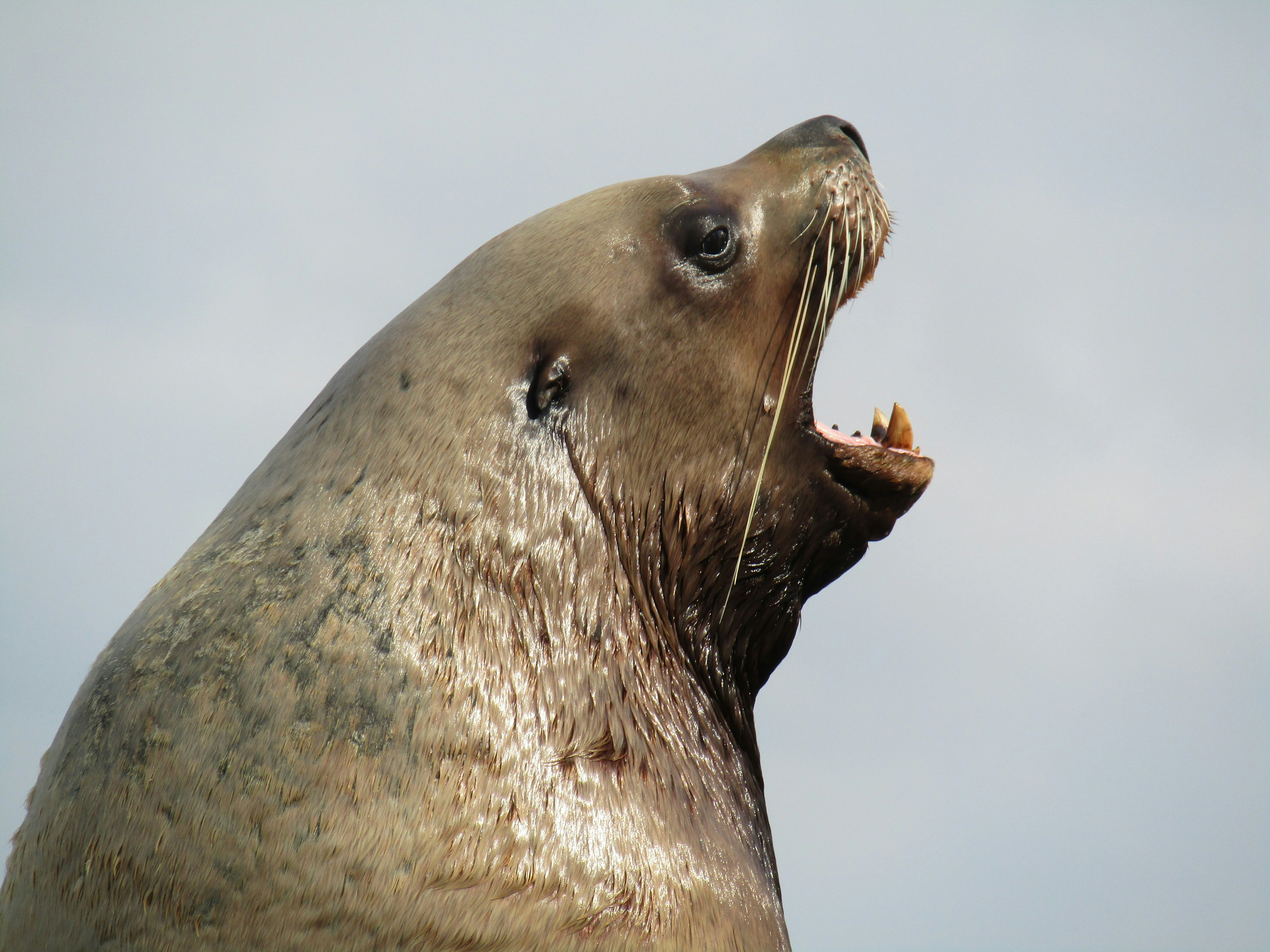 A sea lion with its mouth open, showcasing its impressive features against a soft, cloudy backdrop.