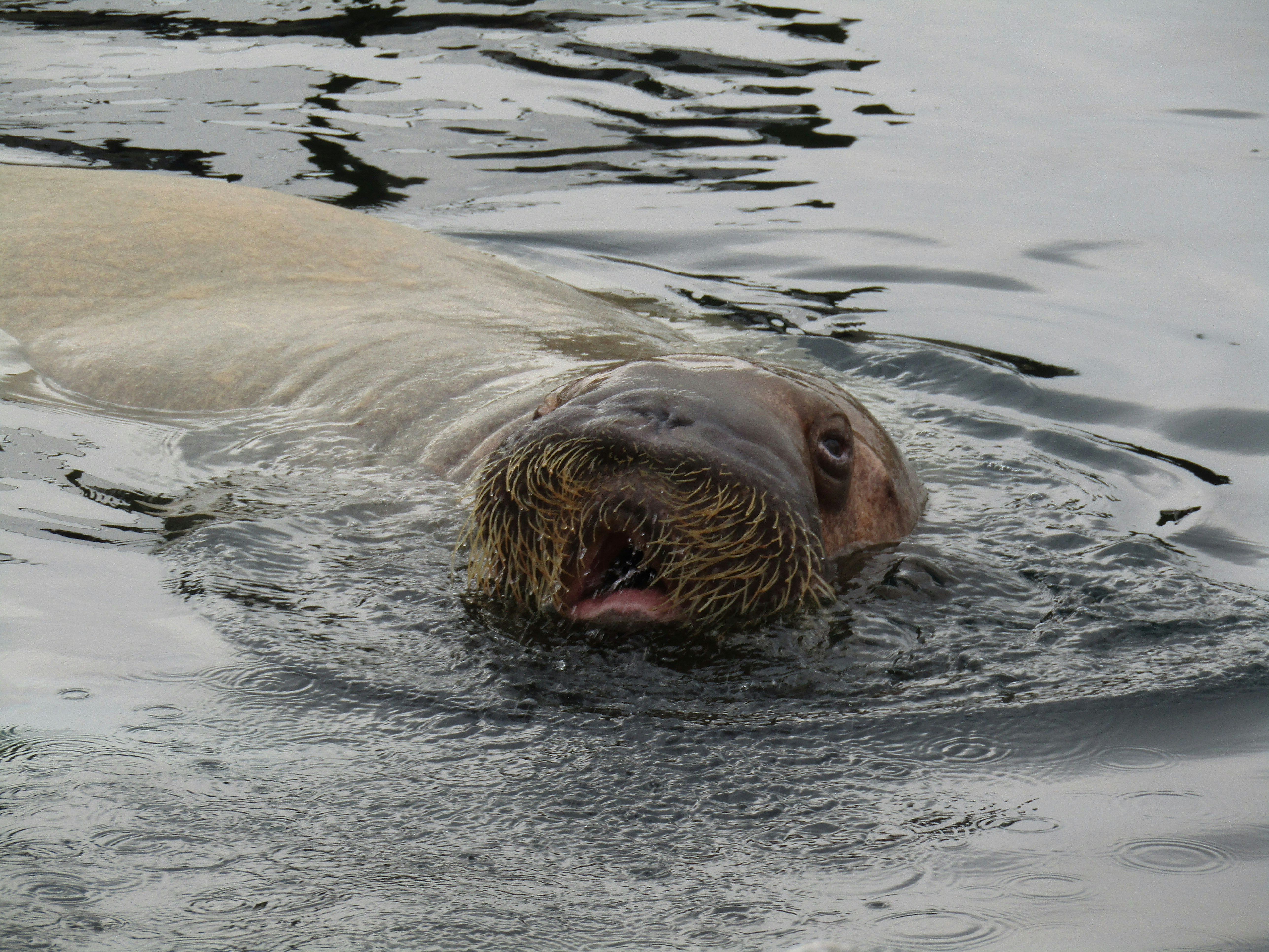 Gentle Grip in Murky Waters: A Manatee Emerges