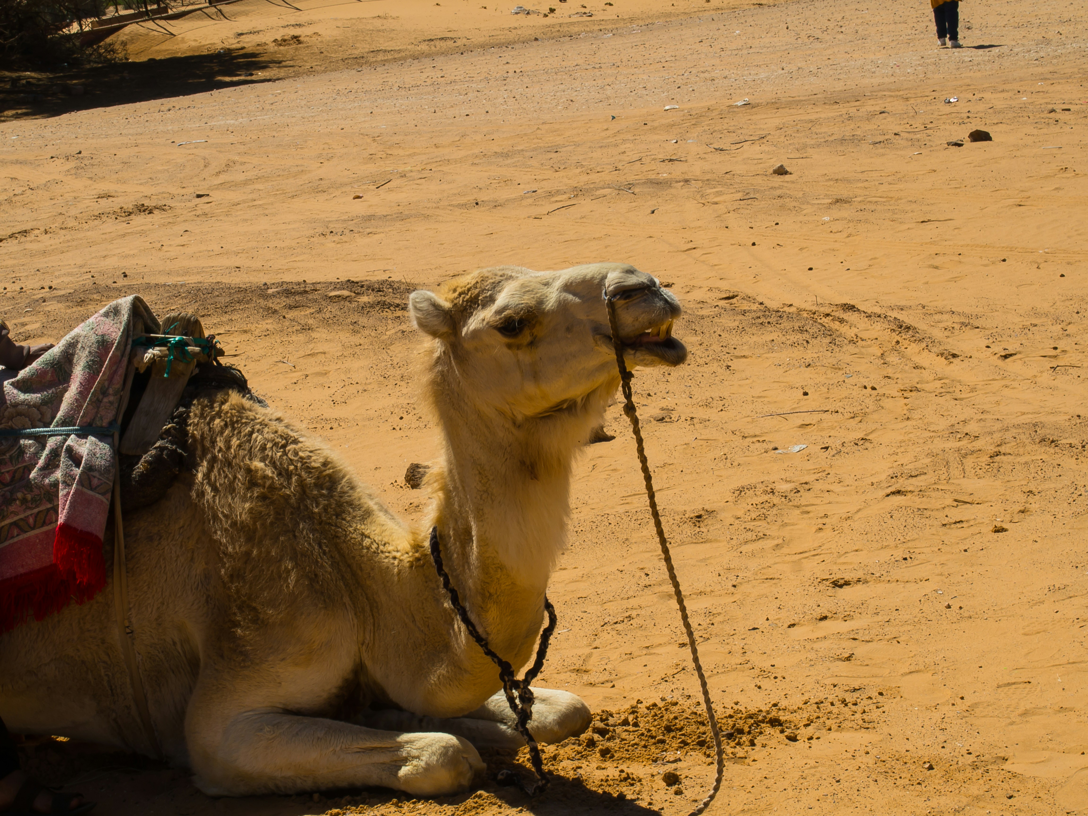 A camel resting on sunlit sands, adorned with a colorful saddle and tethered by a rope. The surrounding desert landscape hints at a tranquil atmosphere.