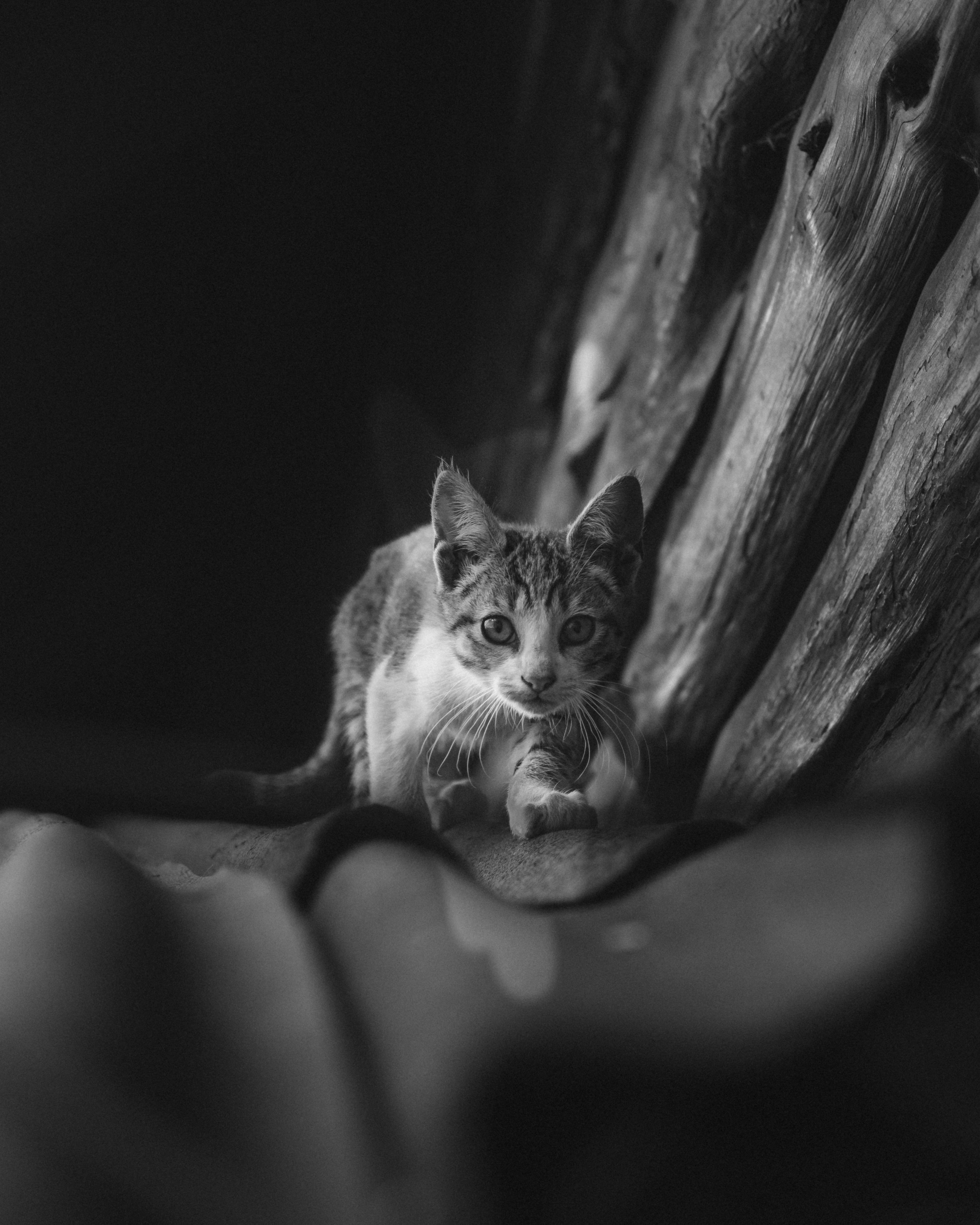 Grayscale photo of cat on rock photo – Free Cat Image on Unsplash