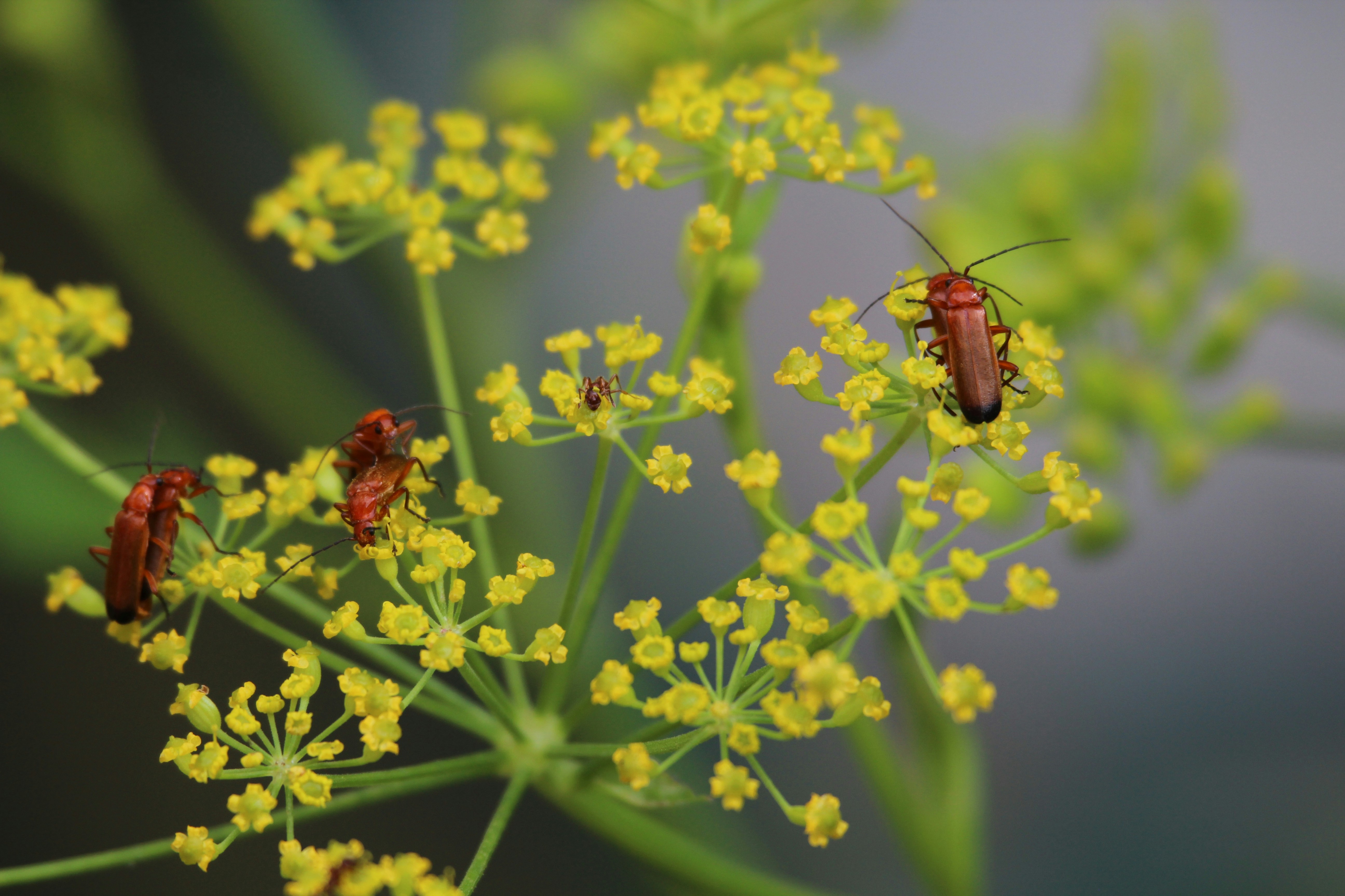 Crimson Beetles on a Sunlit Yellow Umbel: A Quiet Macro Moment