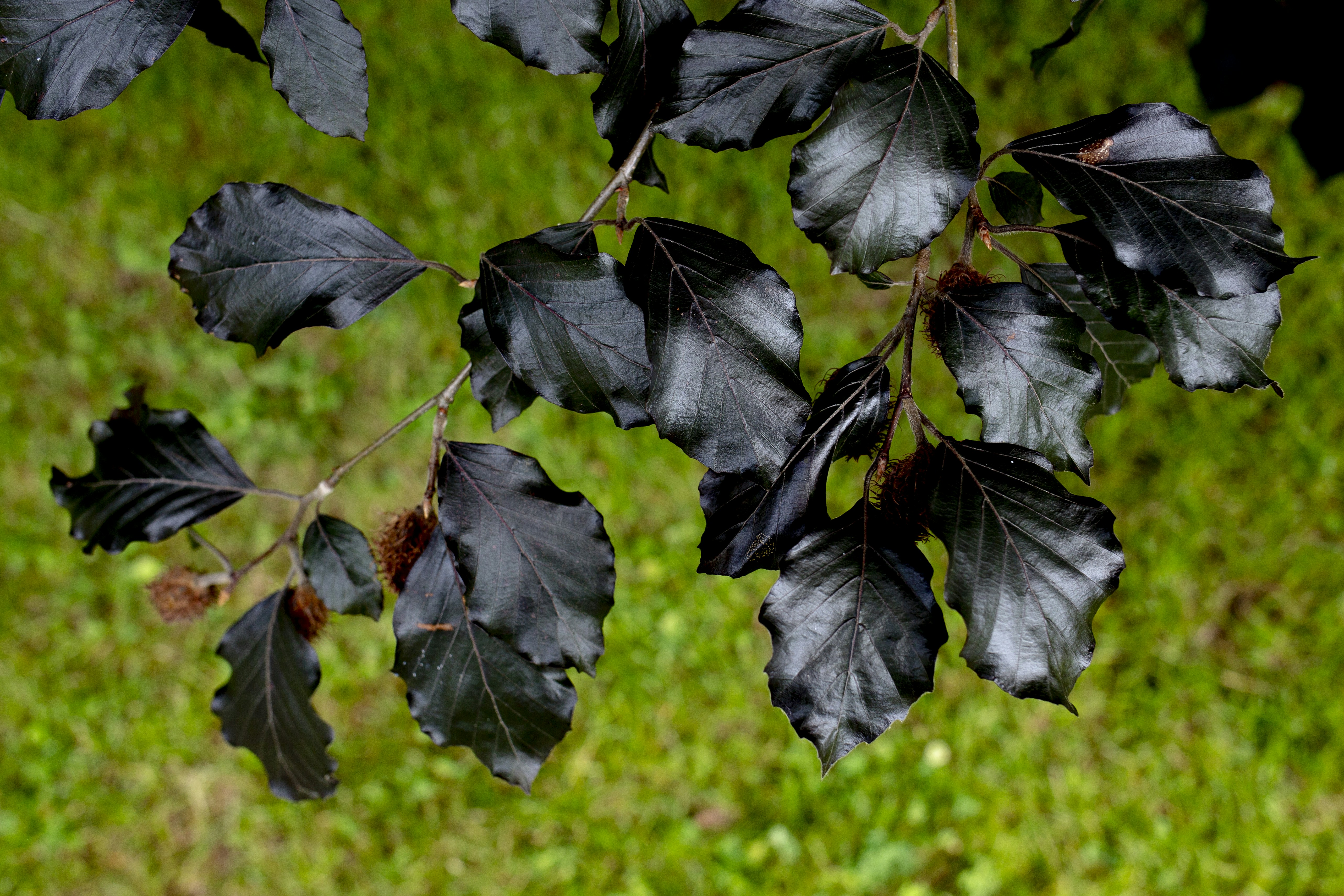 Midnight Leaves Against a Lime-Kissed Backdrop