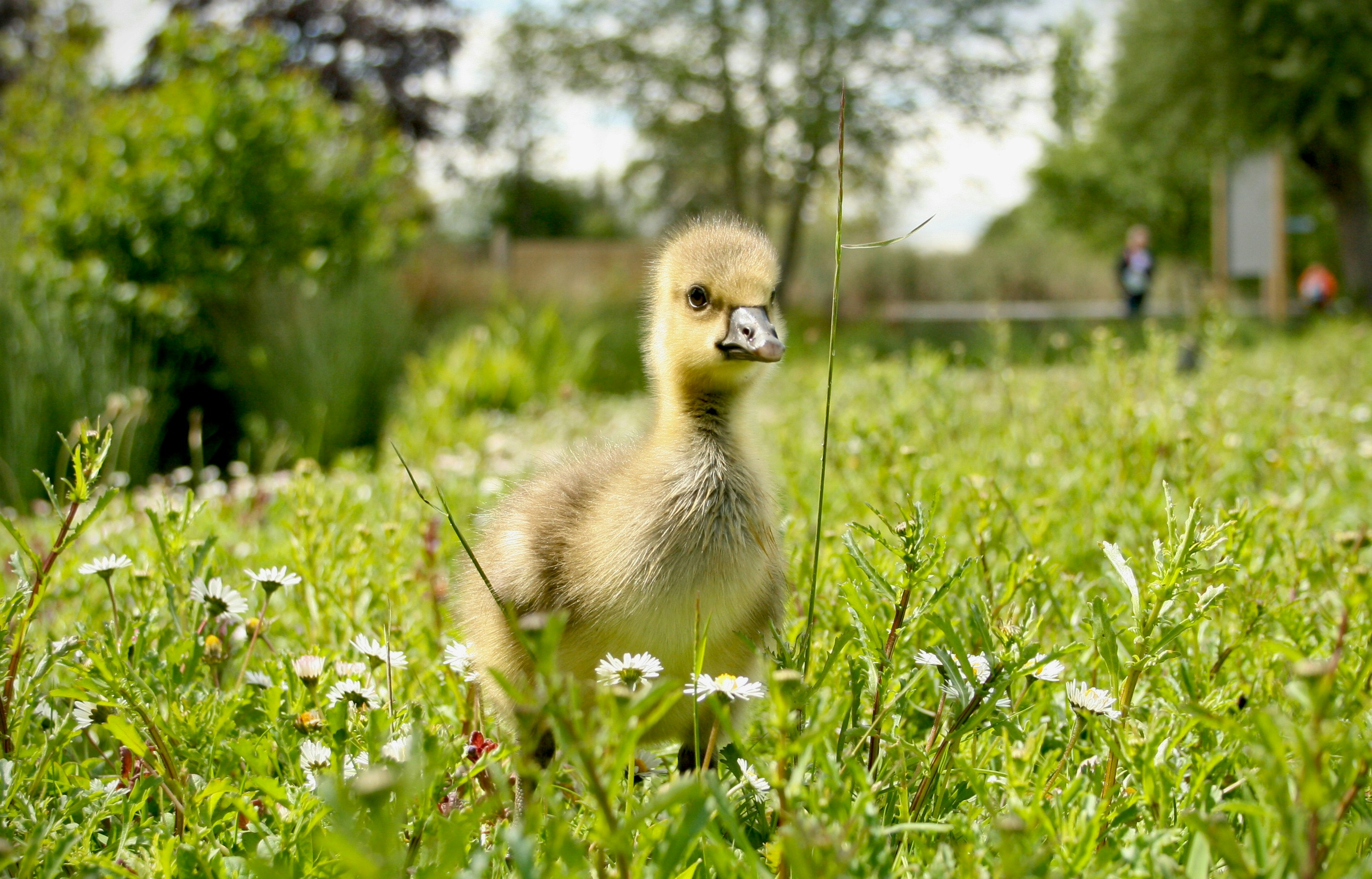 A gosling exploring a field of wildflowers, surrounded by lush greenery and soft sunlight.