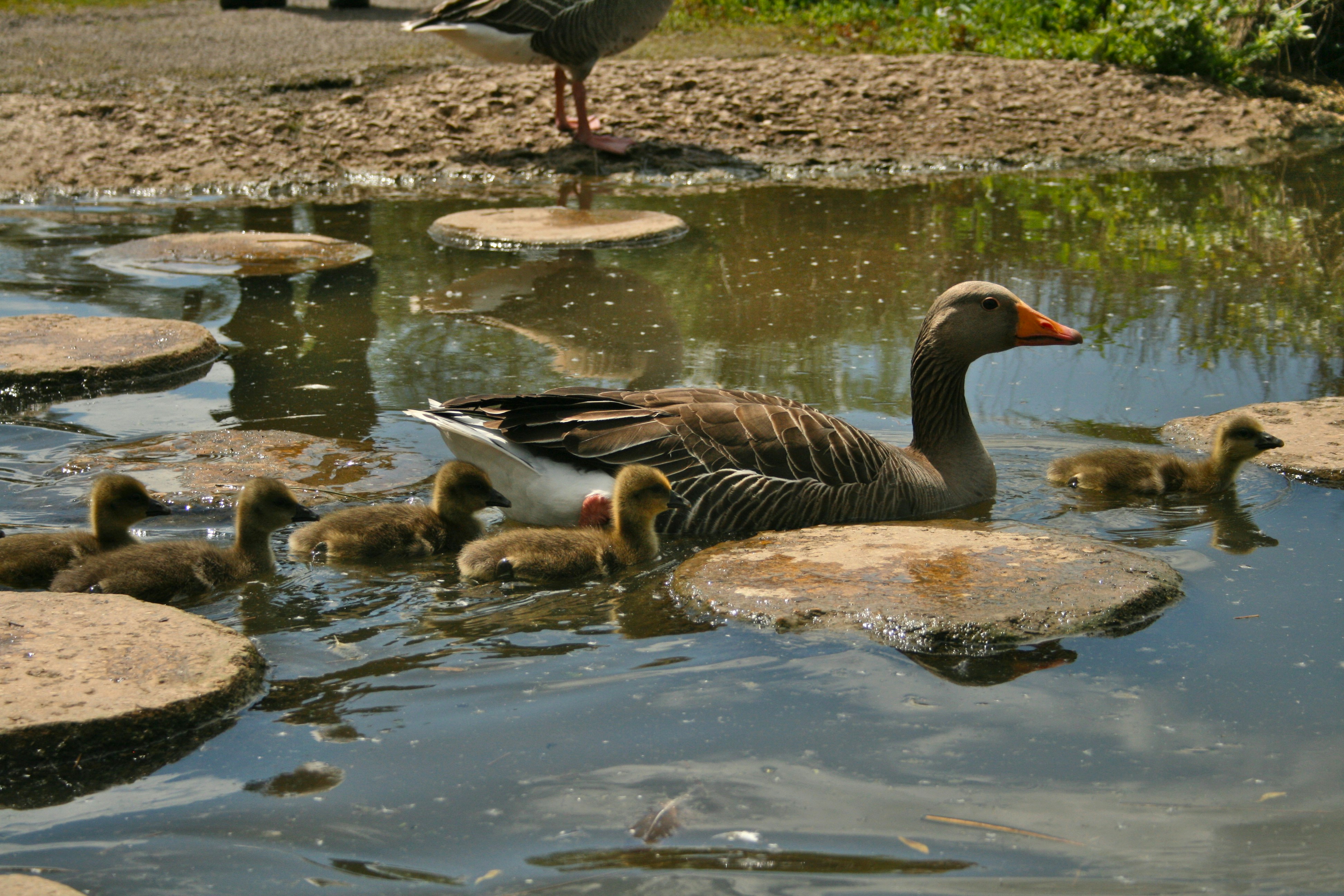 Mother duck leads ducklings across a sunlit pond with stepping stones.