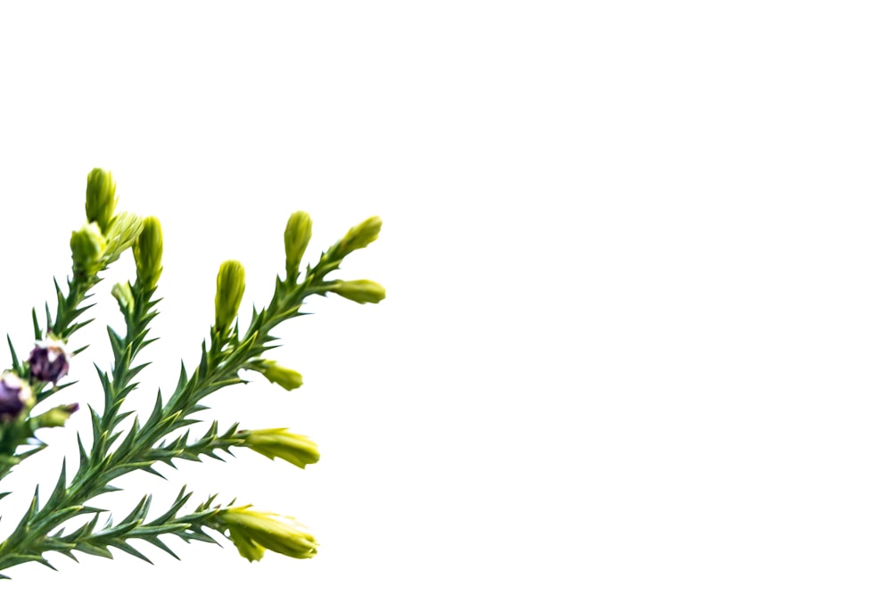 Planta Espinhosa Verde Fotos | Baixe imagens gratuitas na Unsplash Planta Espinhosa Verde Fotos | Baixe imagens gratuitas na Unsplash