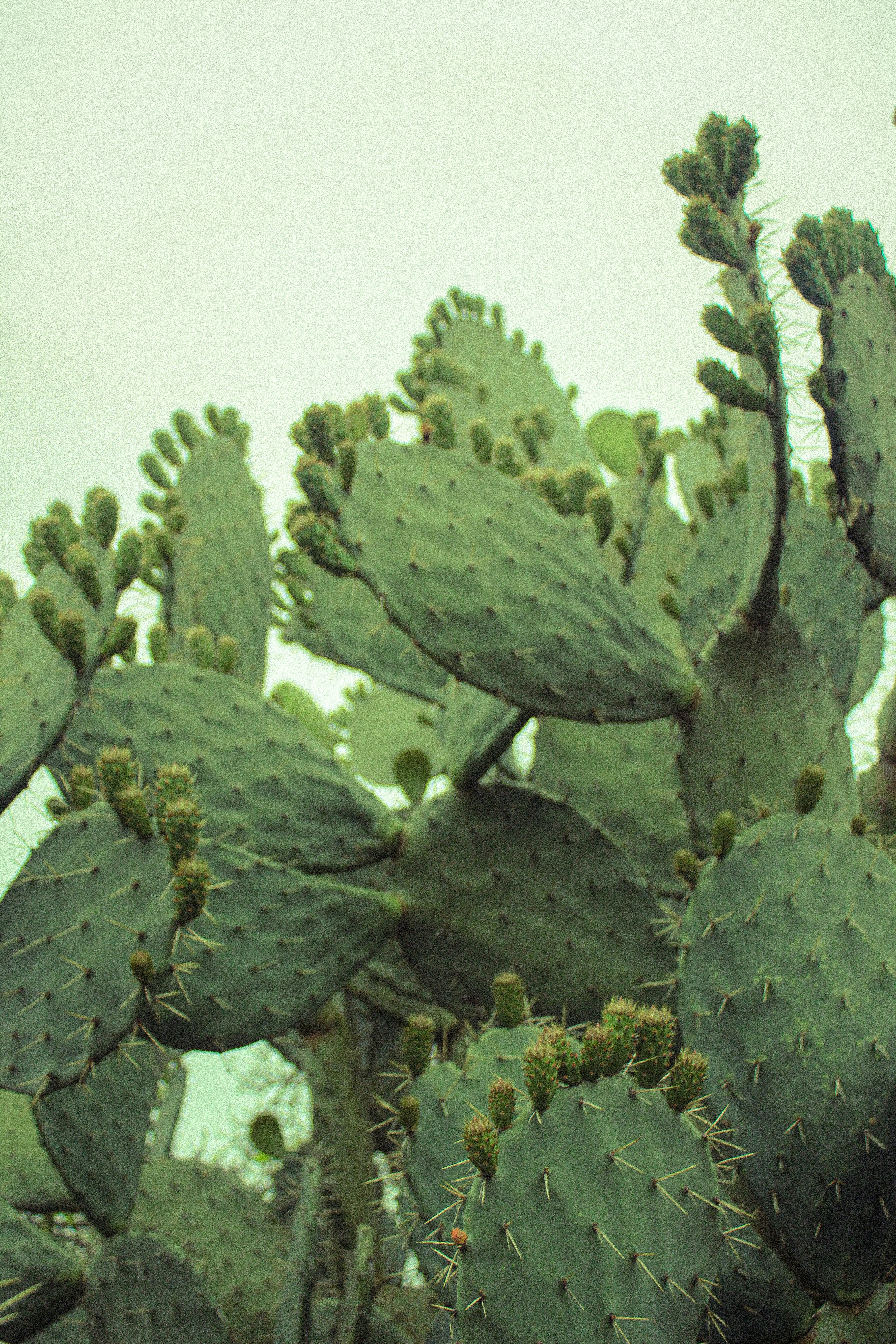 Verdant Spines: a close-up of prickly pear pads under vintage light