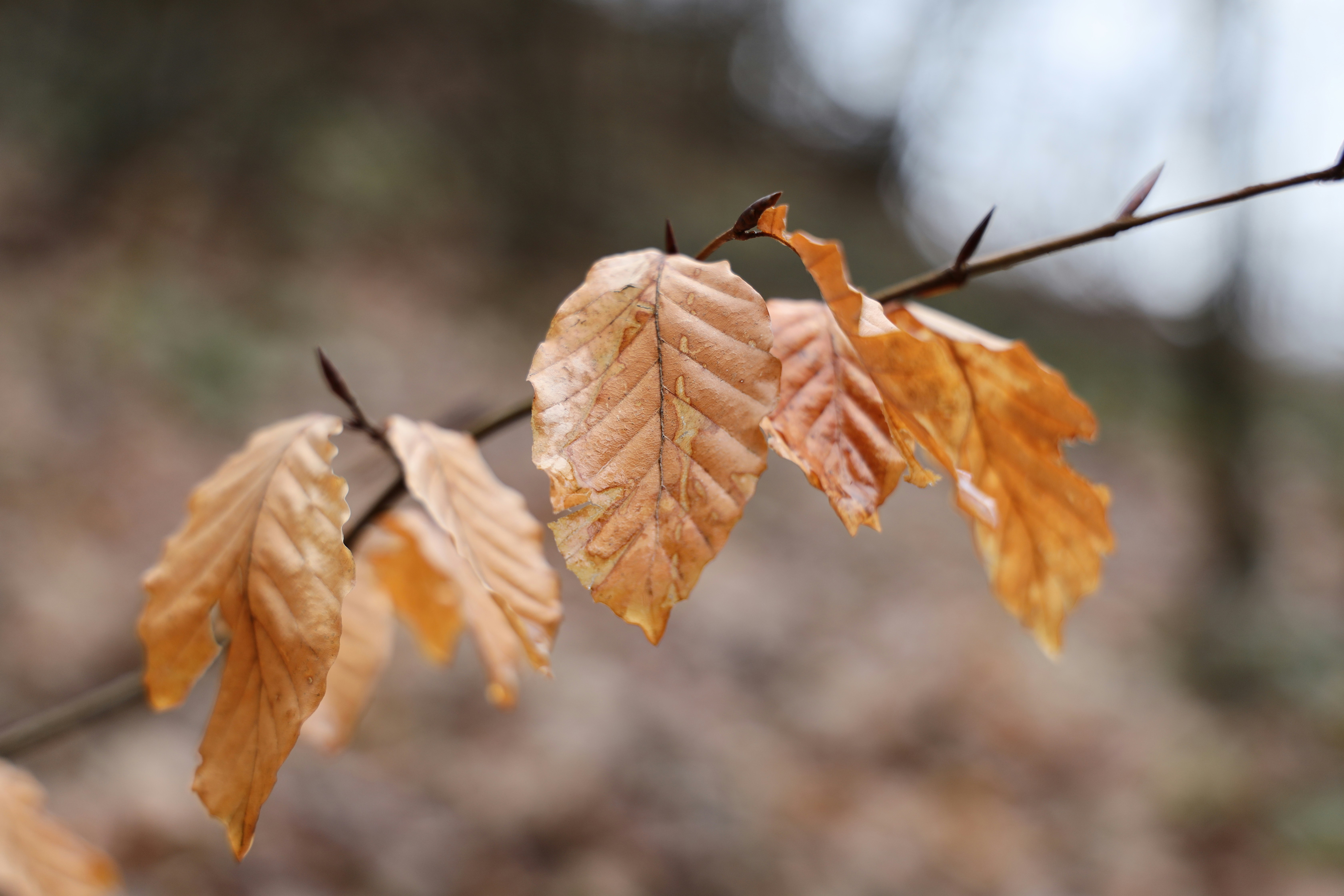 Golden-brown beech leaves clinging to a slender branch, set against a blurred backdrop of autumn foliage.