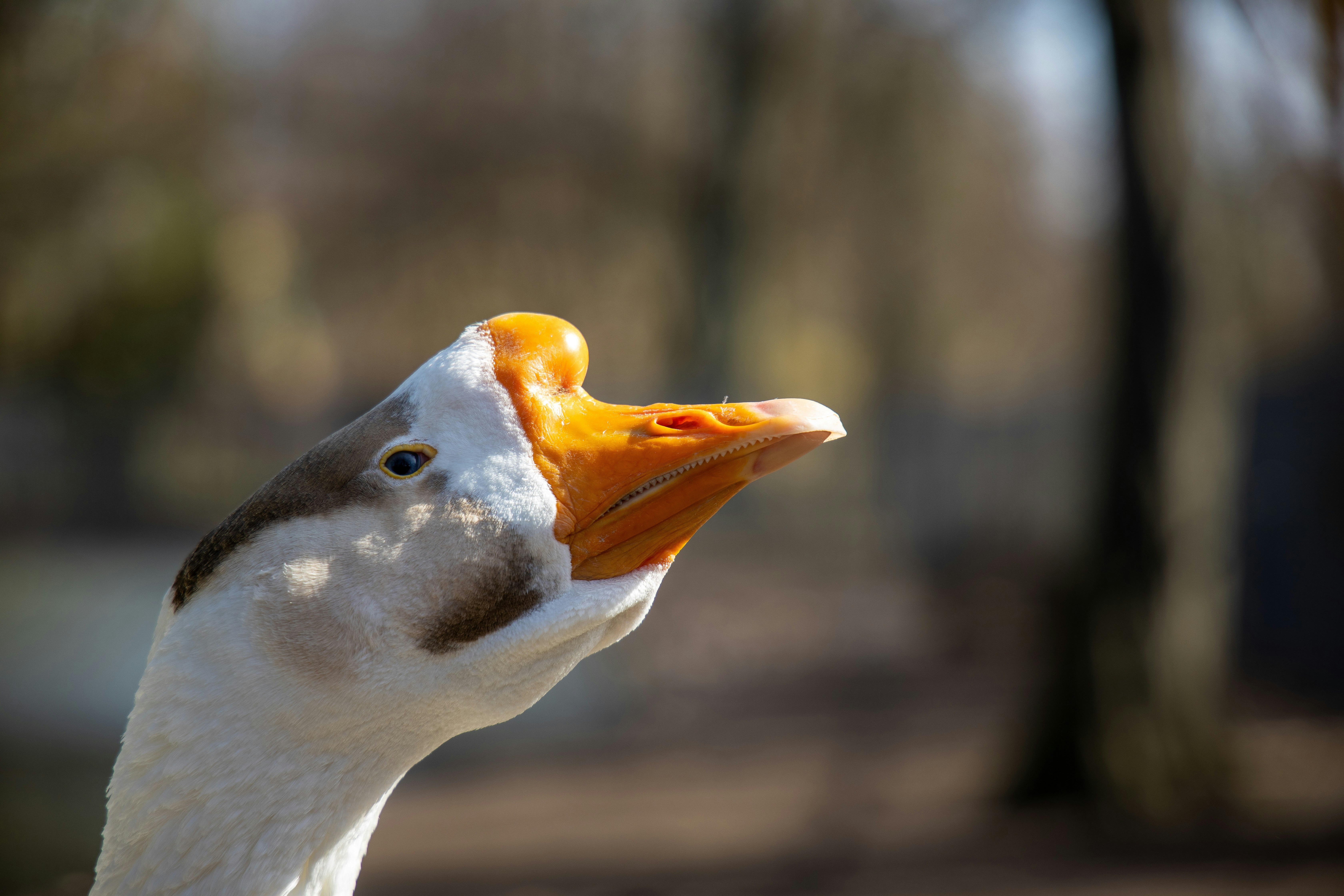 Close-up of a gander with a striking orange beak, showcasing intricate feather details against a blurred background.