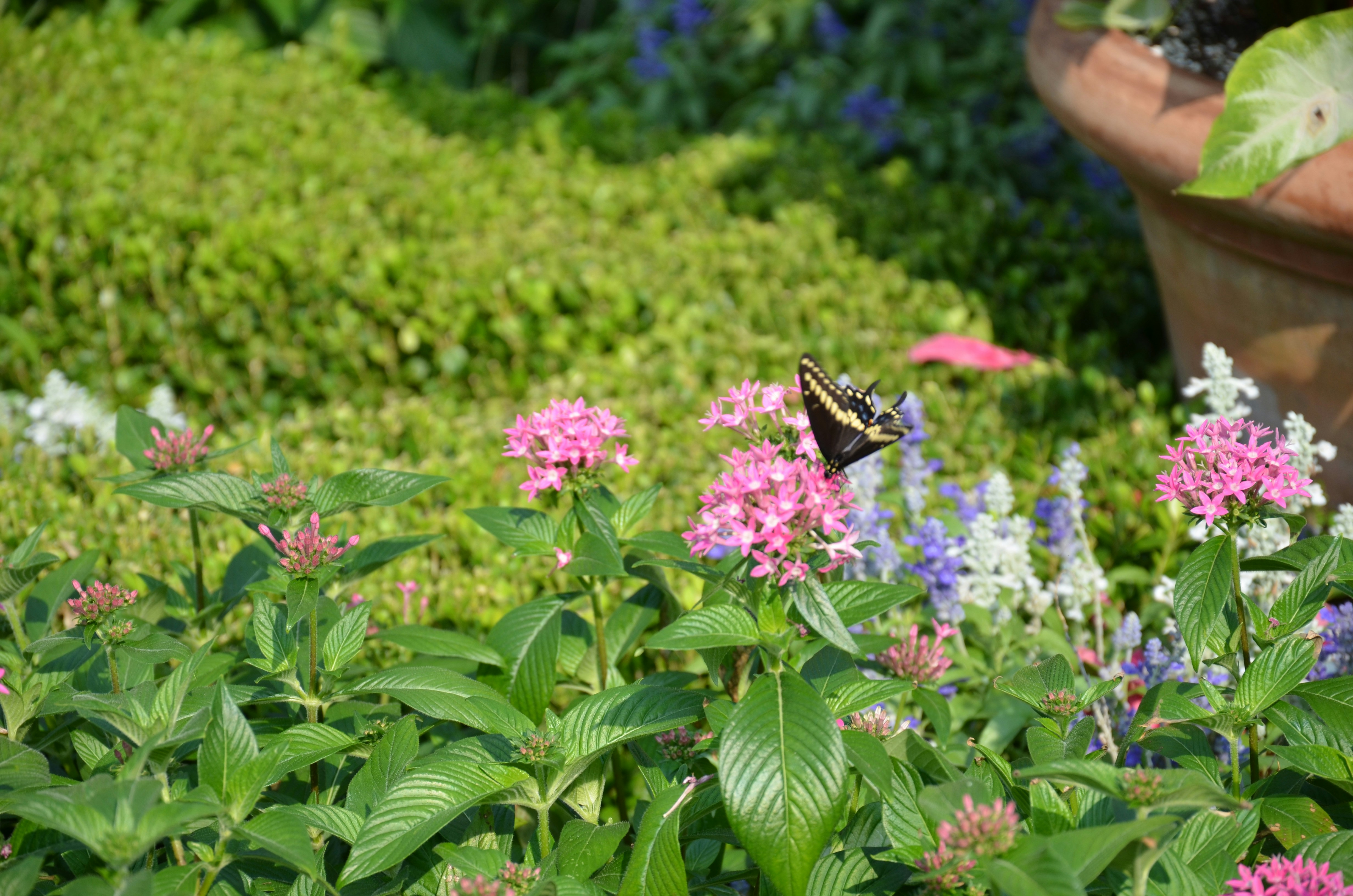 black and white butterfly on purple flower