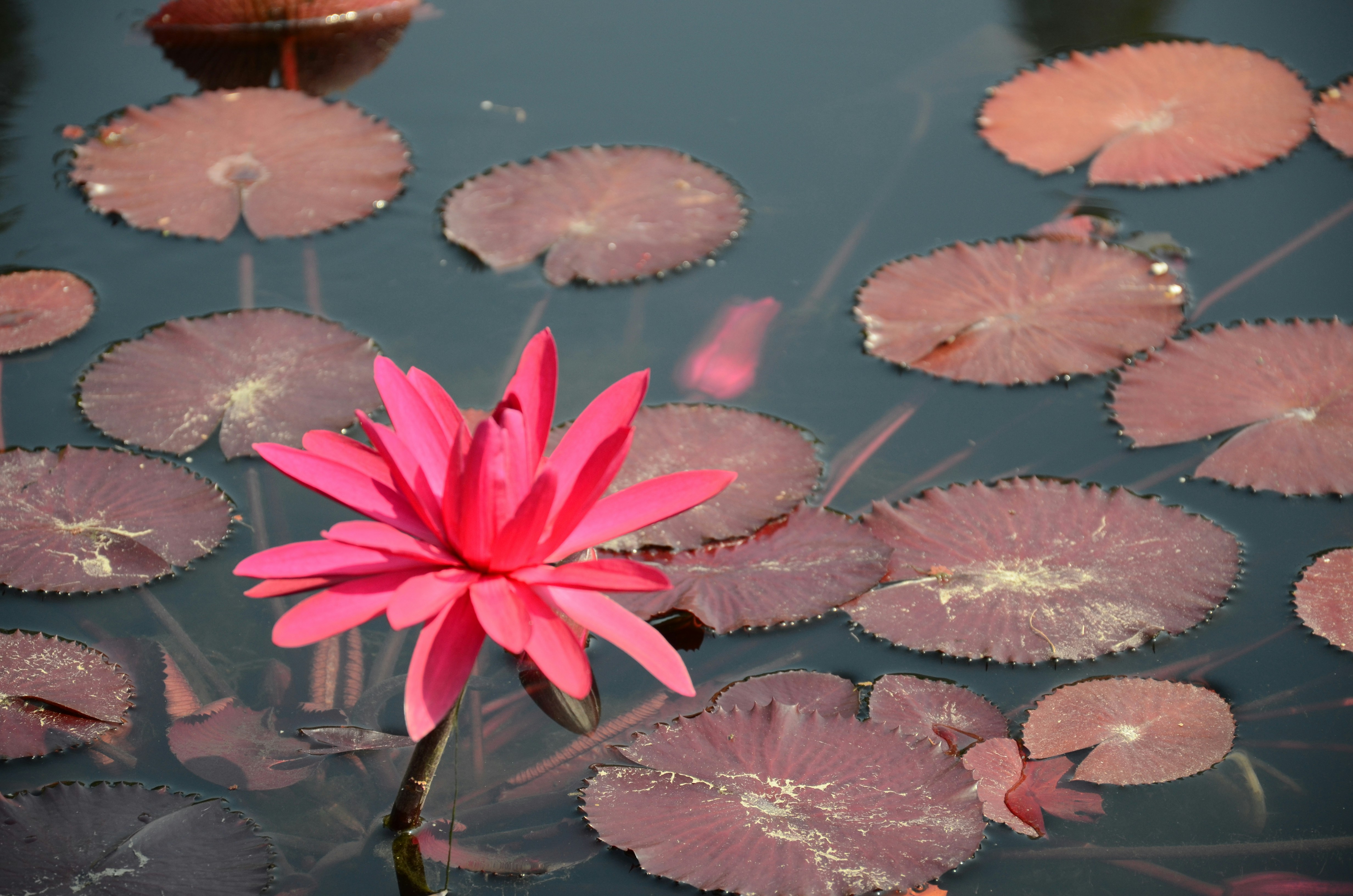 Pink lotus flower on water photo – Free Atlanta Image on Unsplash