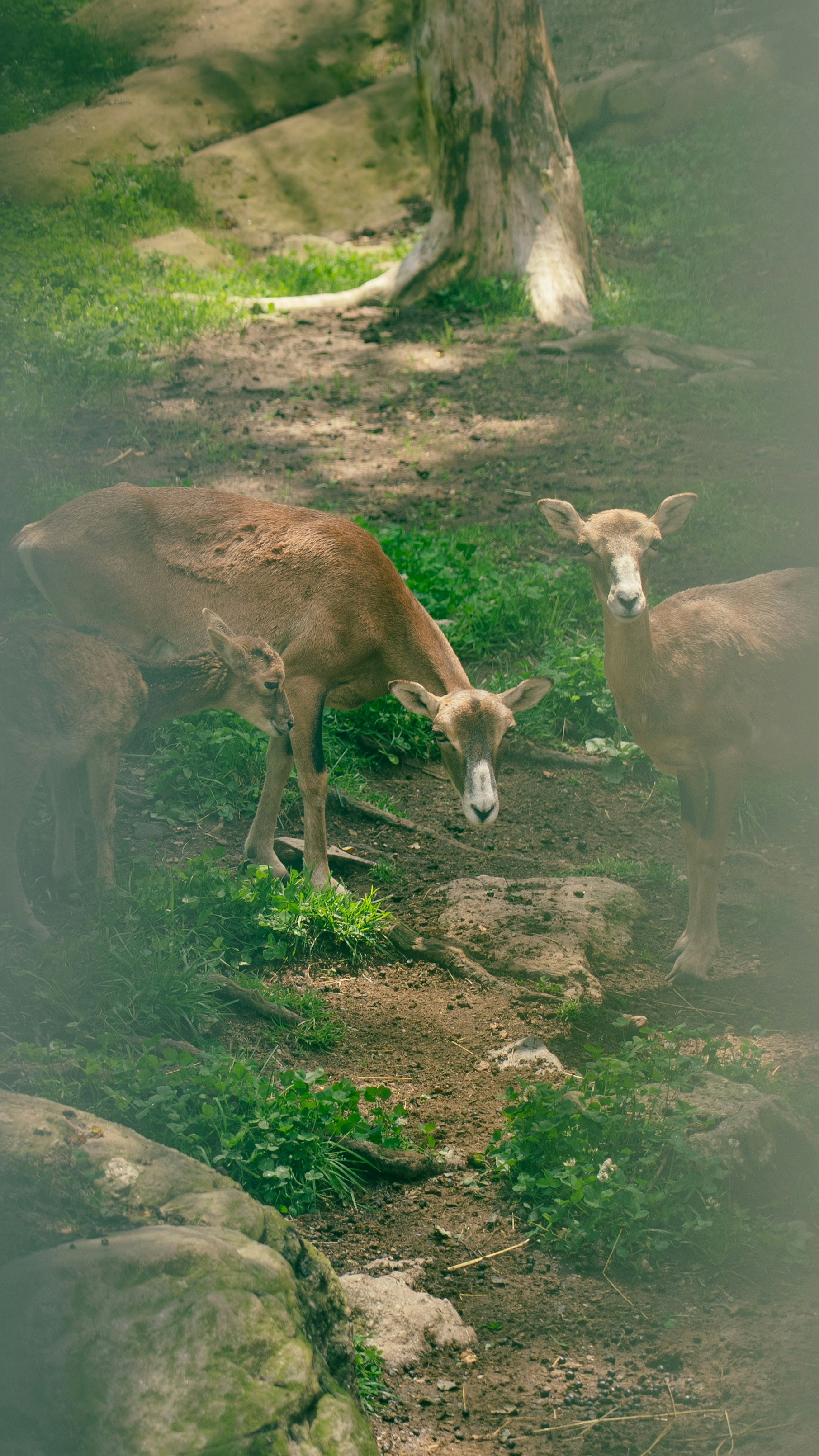 Three deer at a shaded forest path