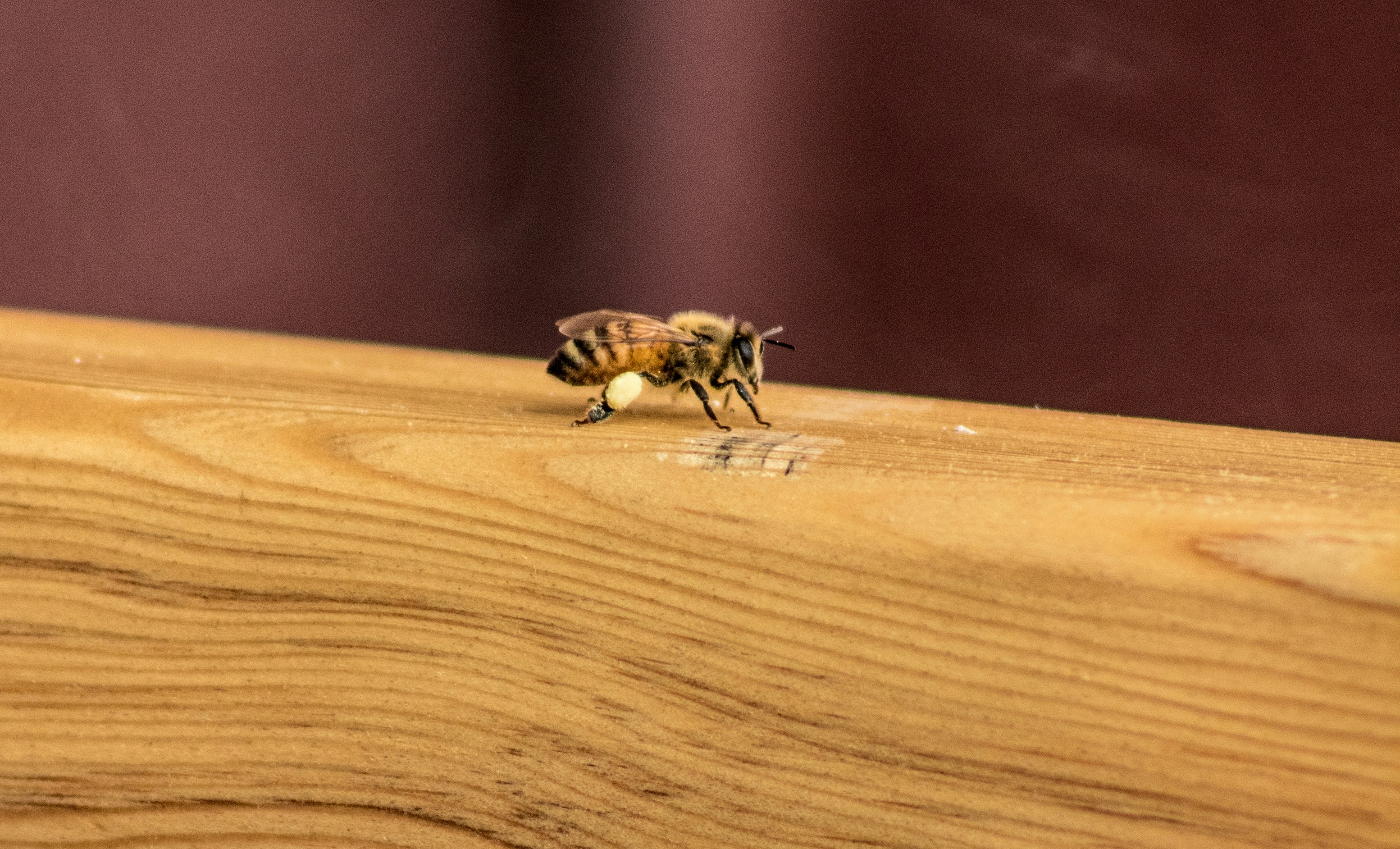 A honeybee meticulously navigating a wooden surface, showcasing its role in nature's ecosystem.