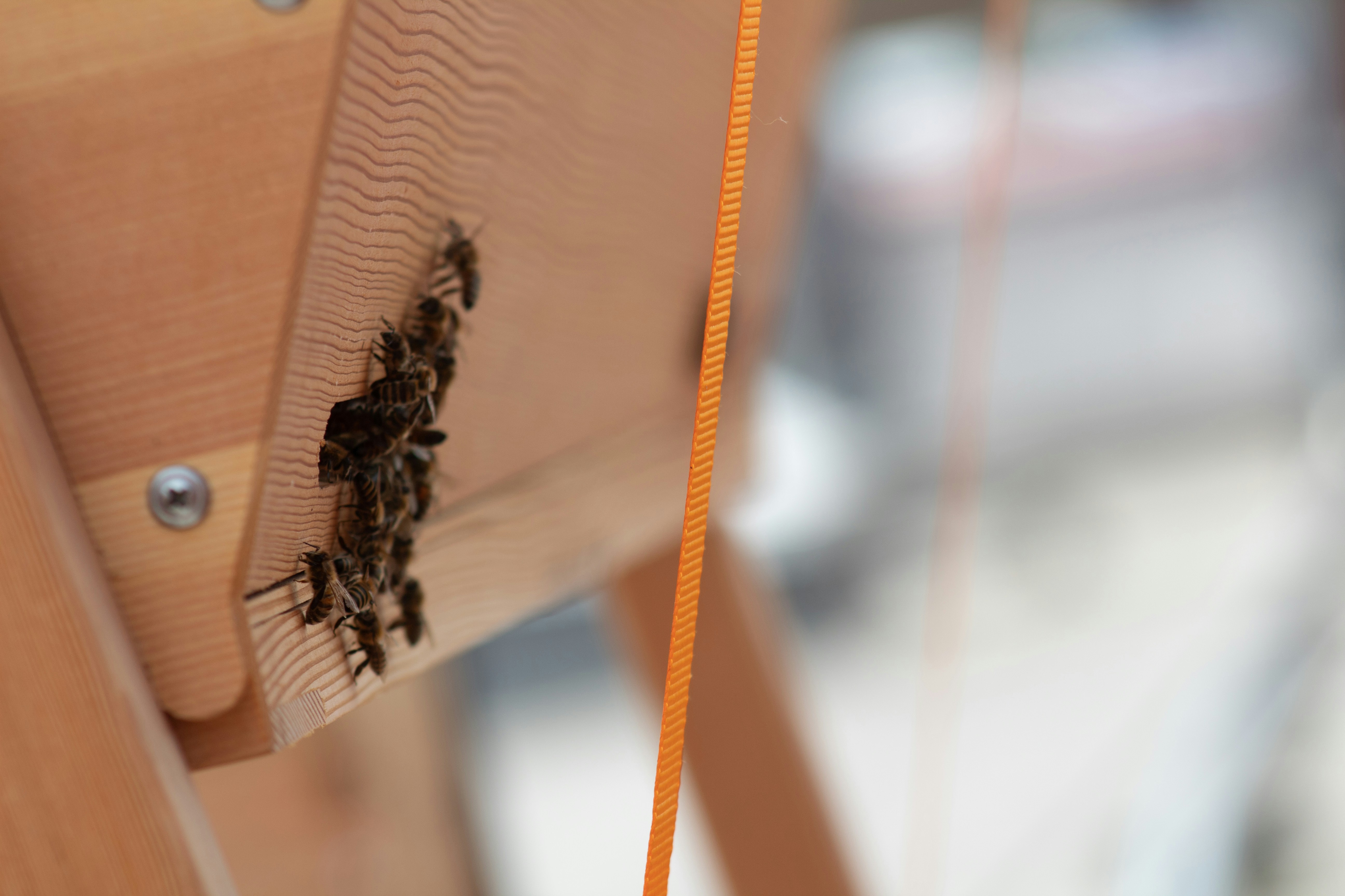 Bees at the Edge: A Diagonal Orange Cord Framing a Wooden Panel